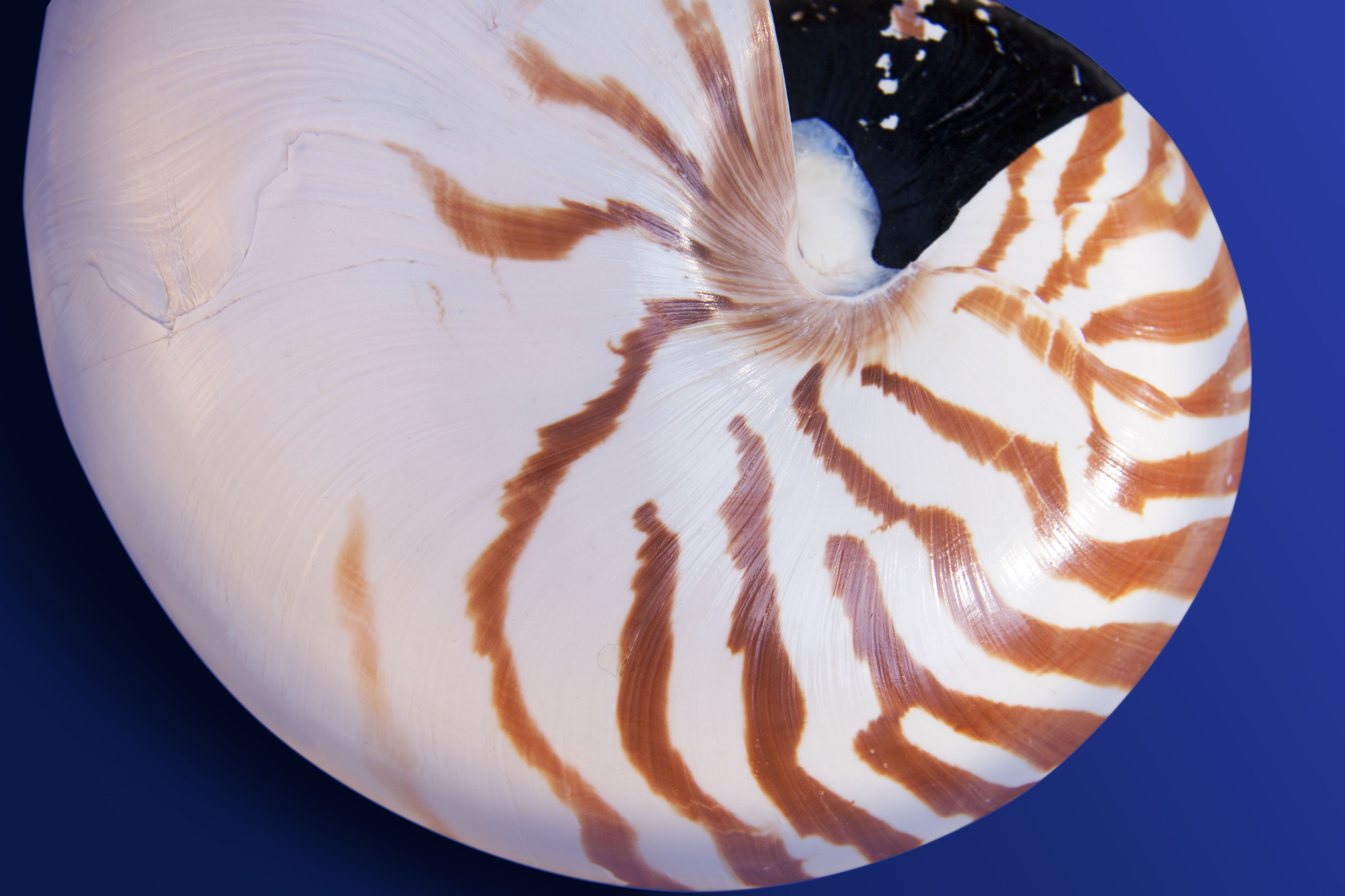 Nautilus Cephalopods Sea free image download