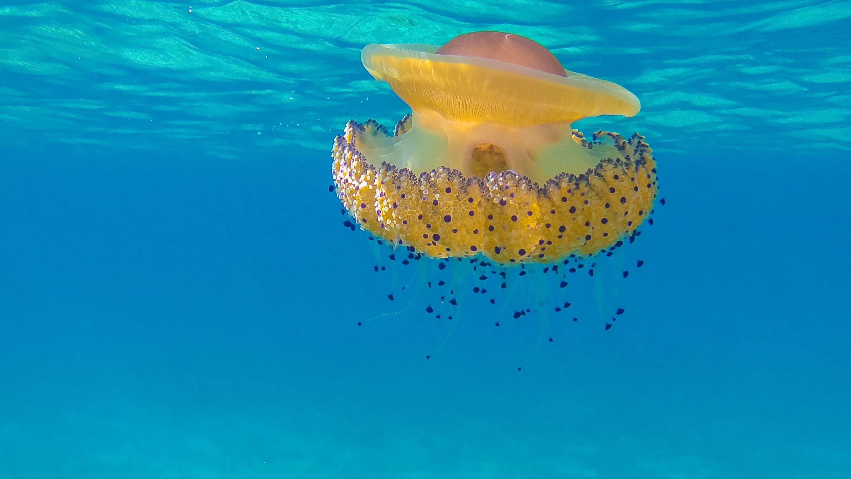 Exotic yellow jellyfish in Blue water free image download