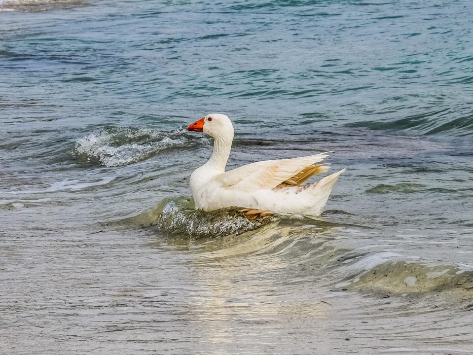 Goose Swimming Sea free image download
