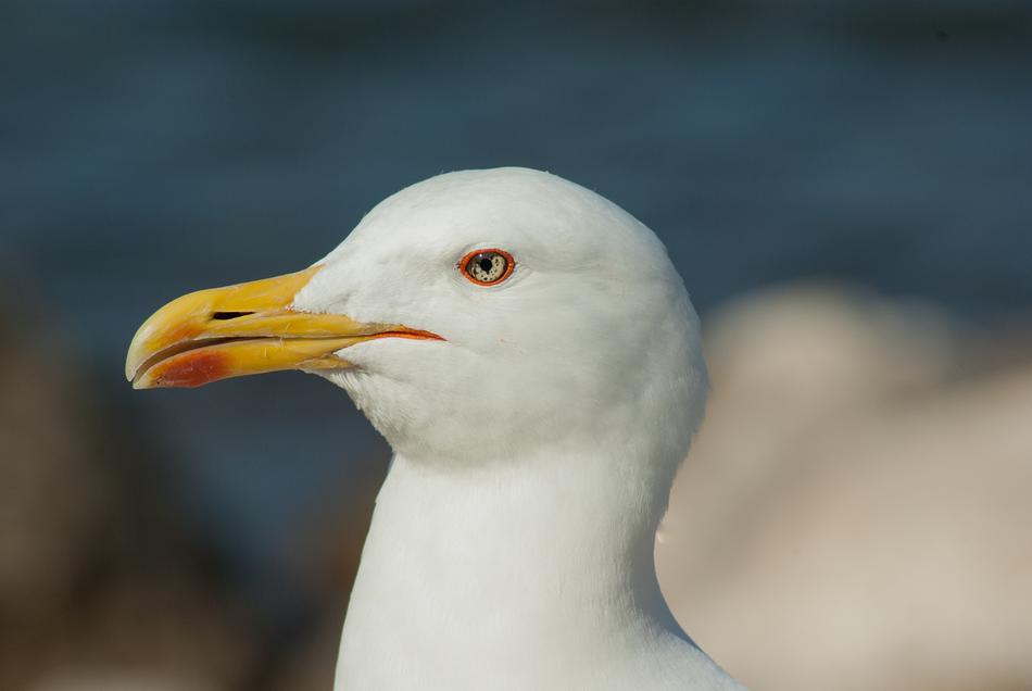 Seagull Beak Sea free image download