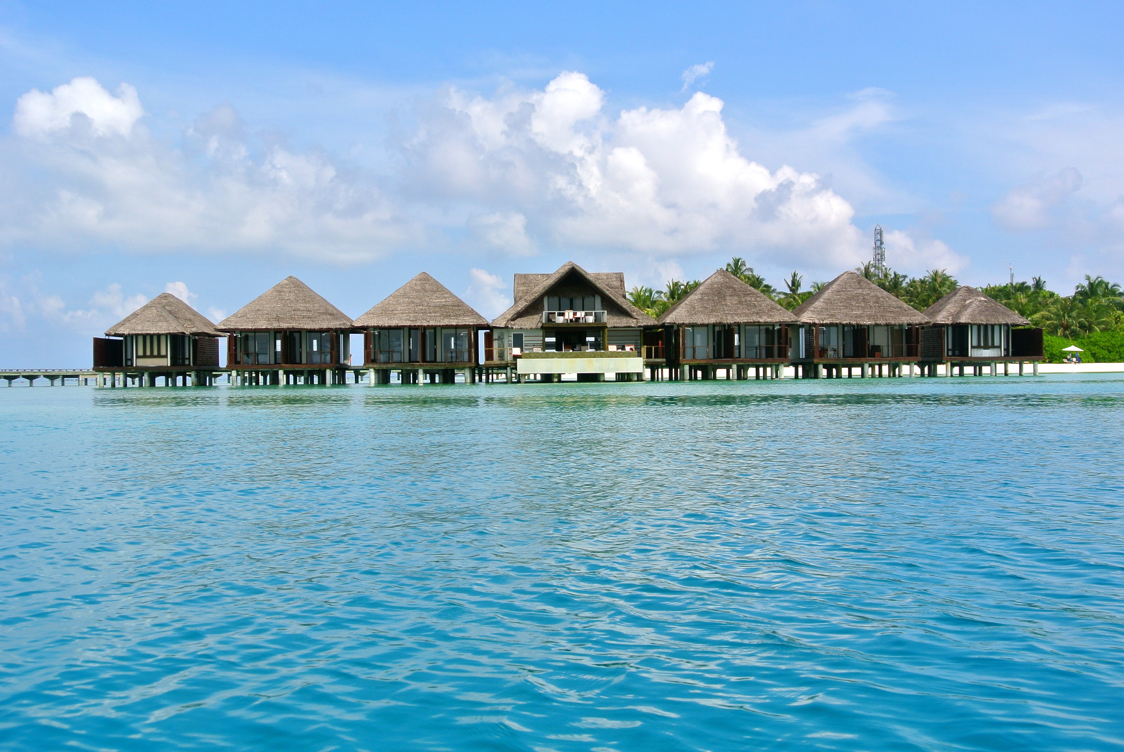 Maldives Coconut Tree Sea free image download
