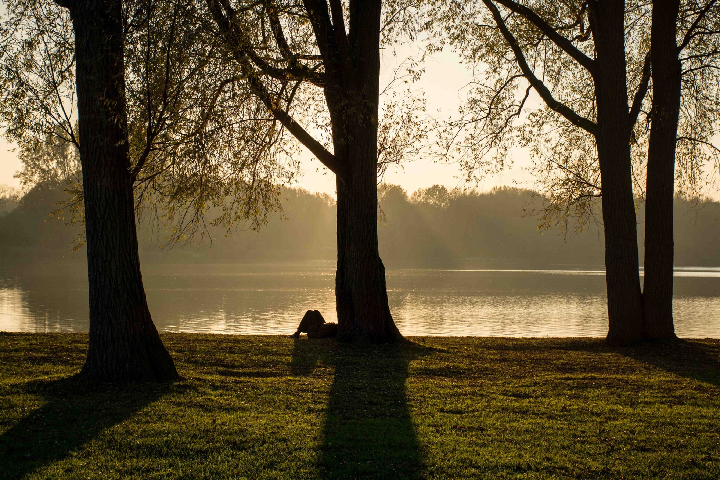 Park Trees Shadows free image download