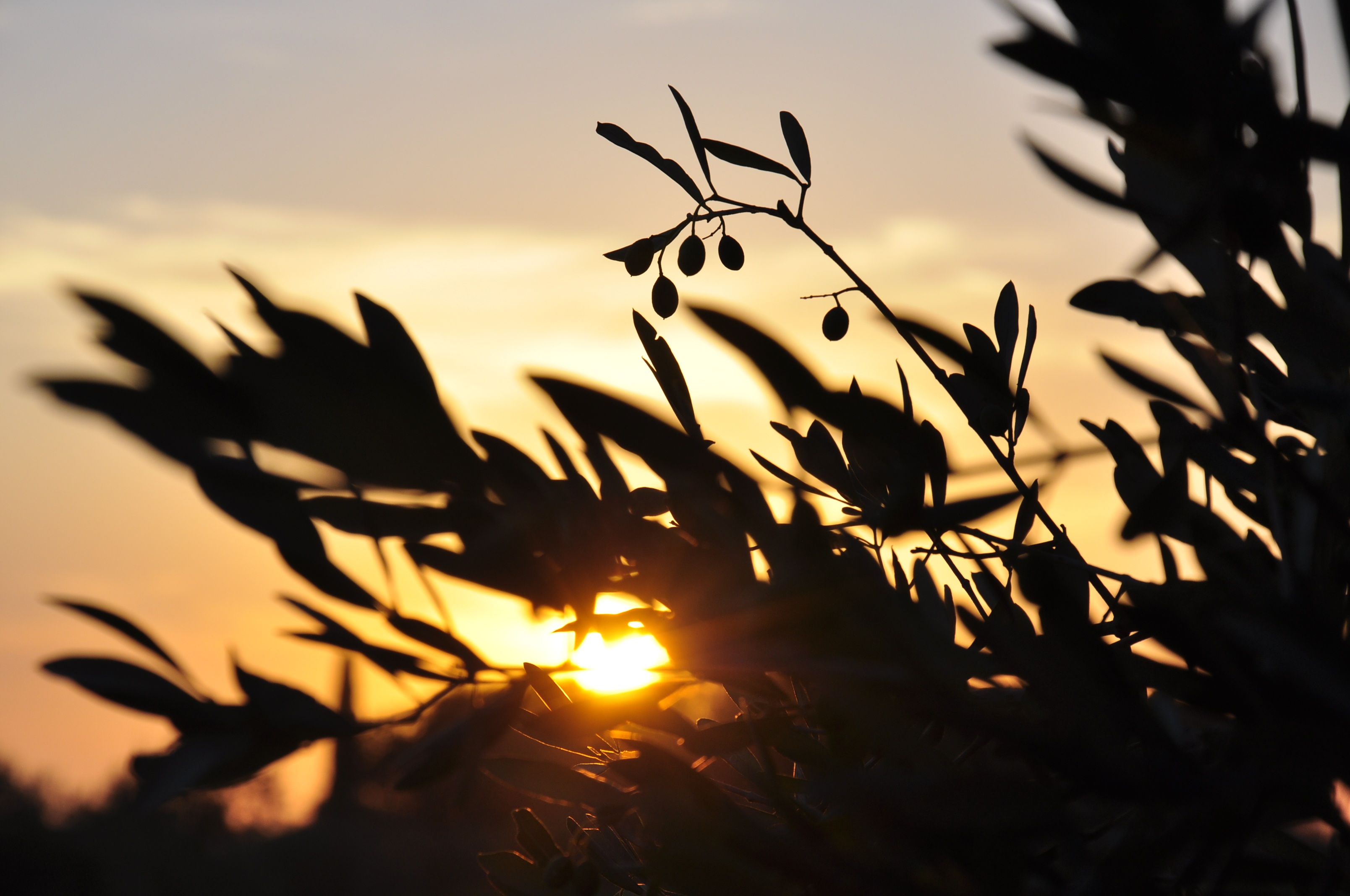 Tuscany Sunset Olive Tree free image download