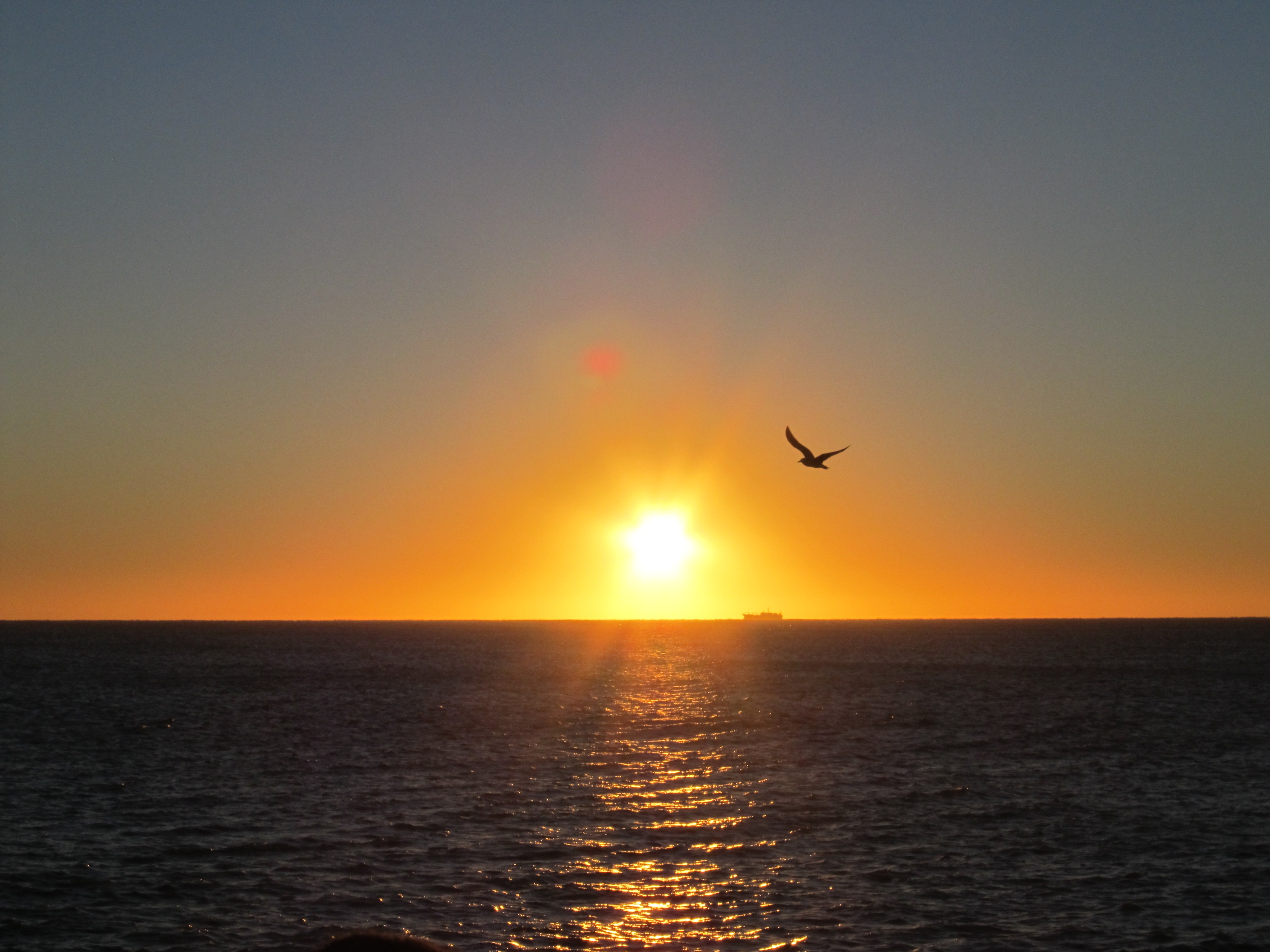 Sun Dawn Bird free image download