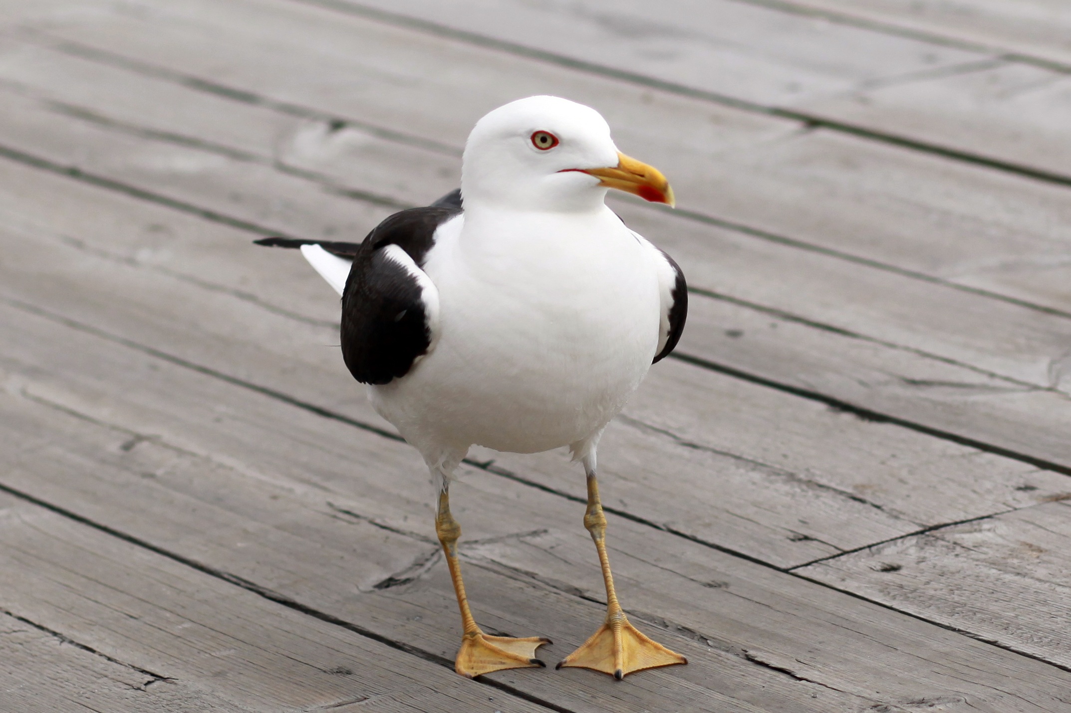 Seagull Bird on wood pier board free image download