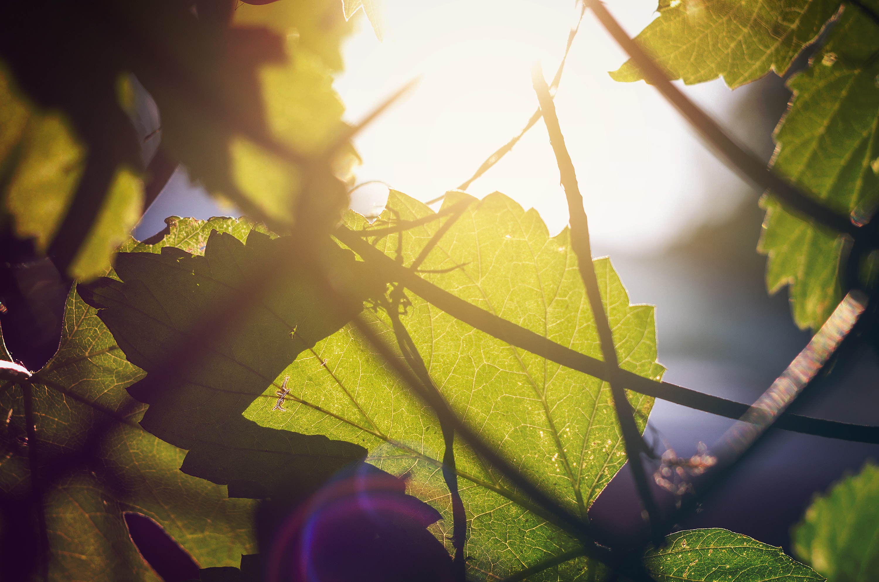Light Sun Leaf free image download