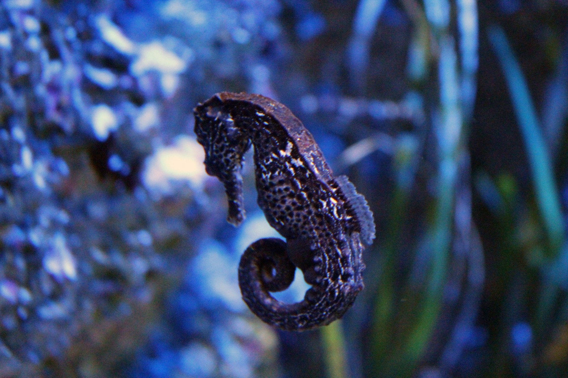 Sea Horse Fish Water free image download