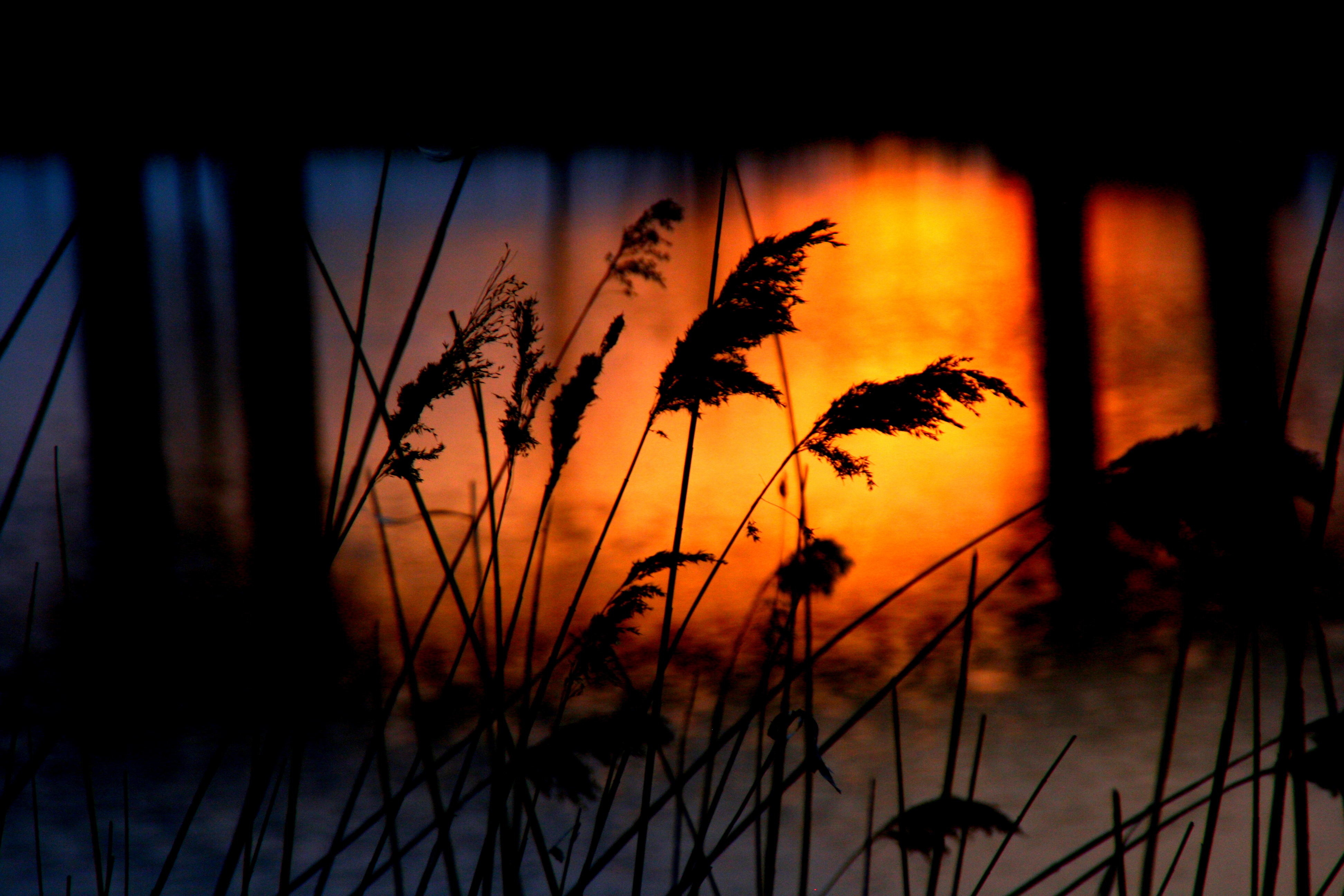 Sunset Water Cane free image download