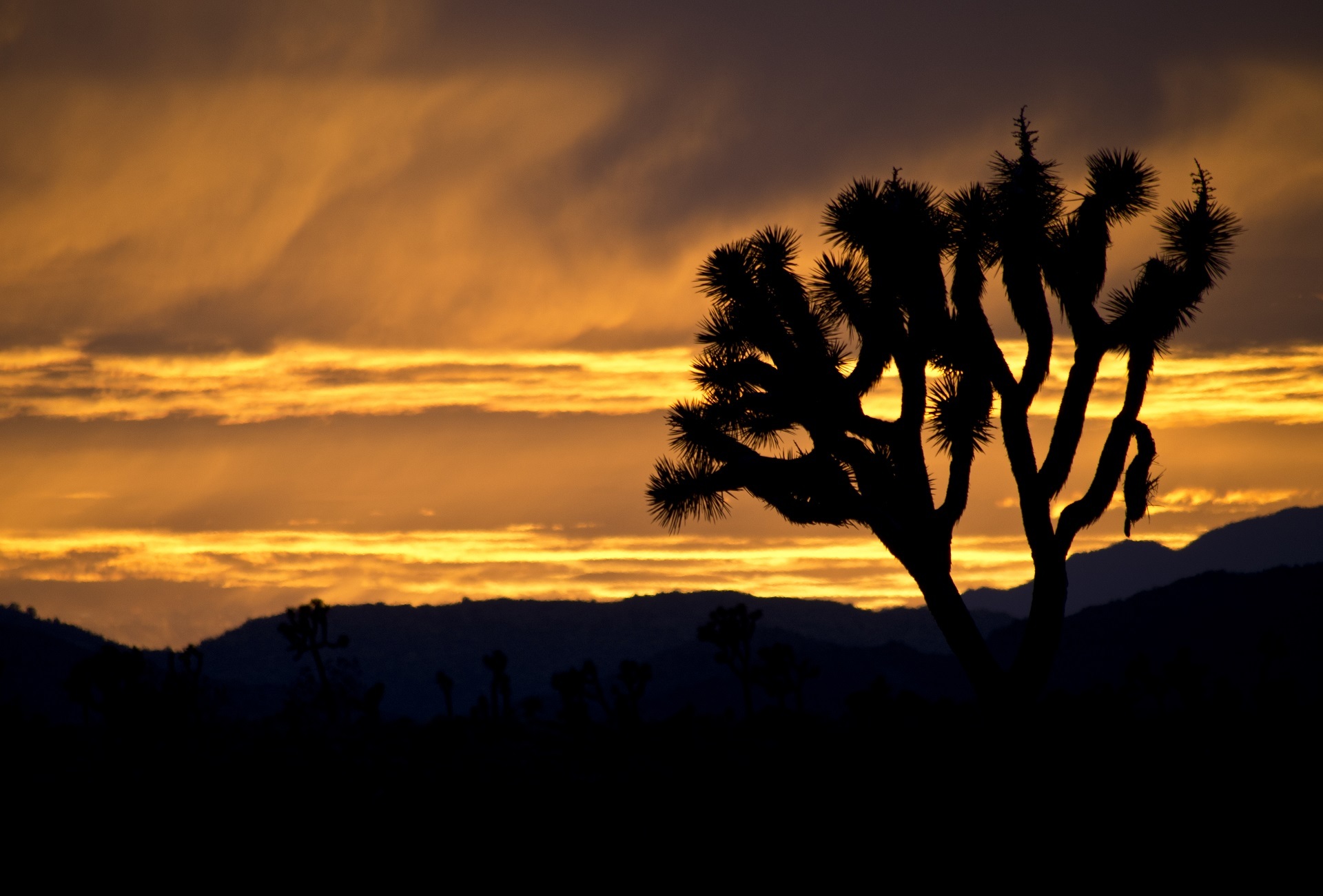 Joshua Trees Sunset Landscape free image download