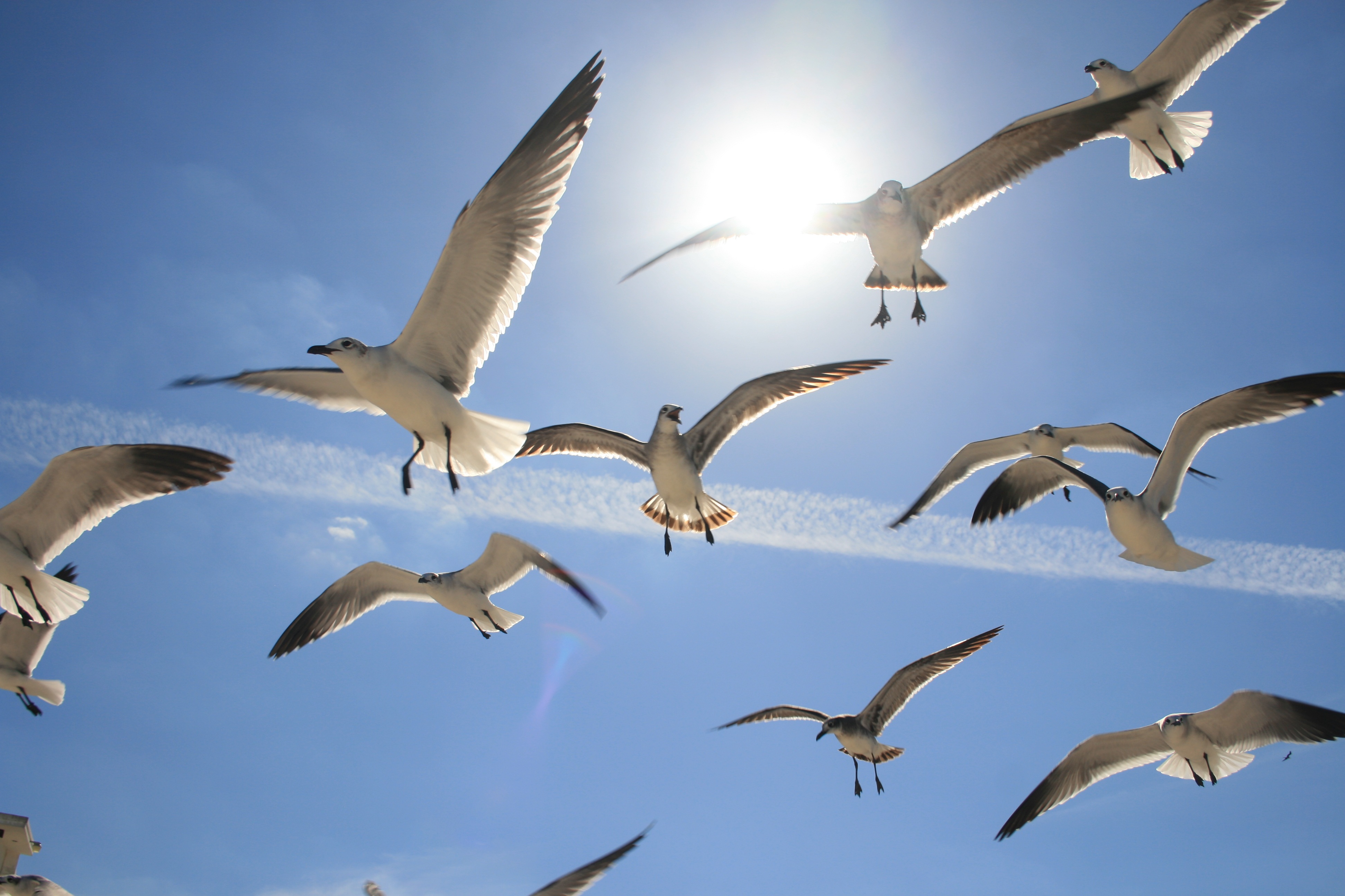 Flying Birds Sea free image download