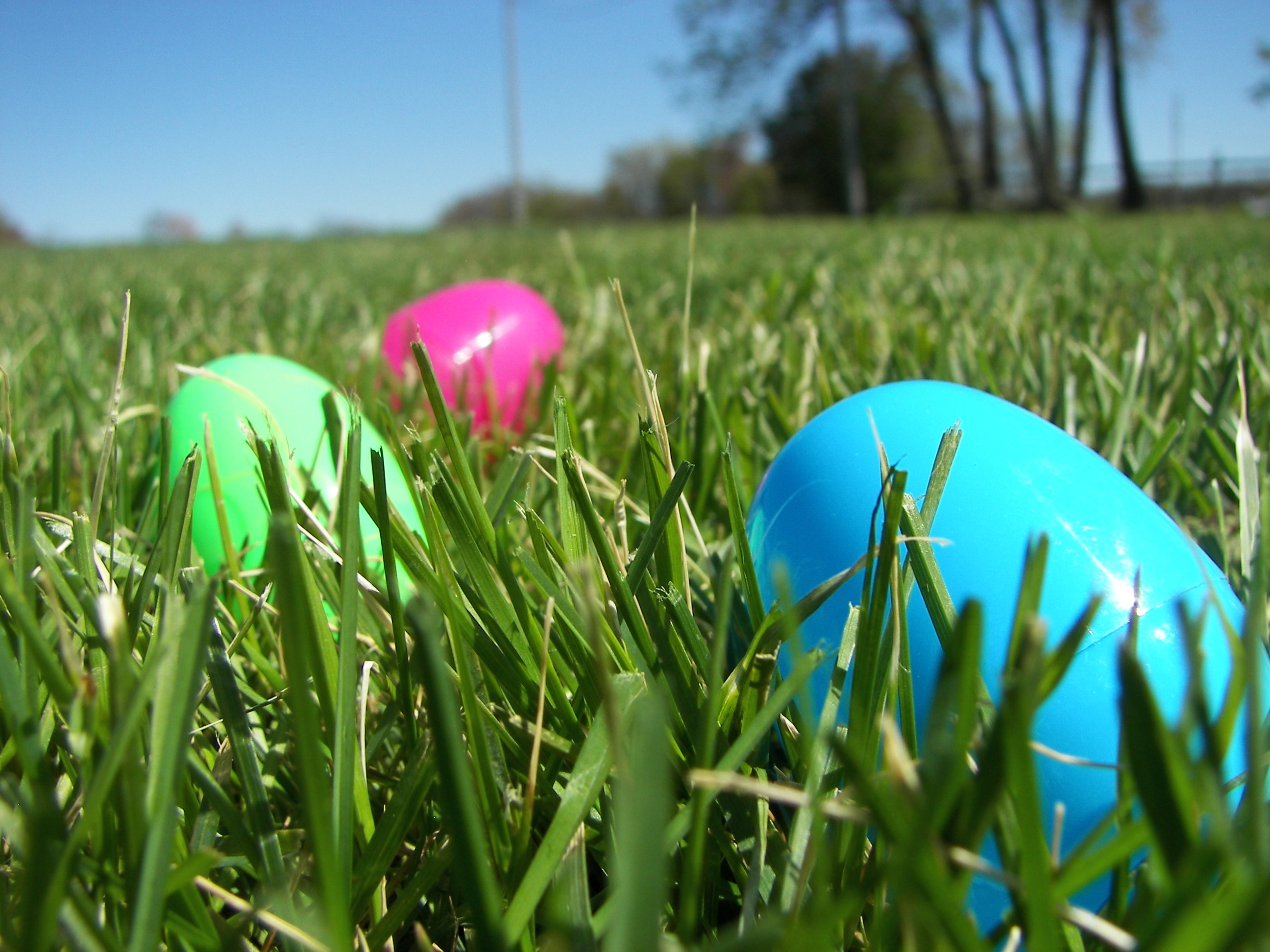 Easter Egg Grass Spring free image download