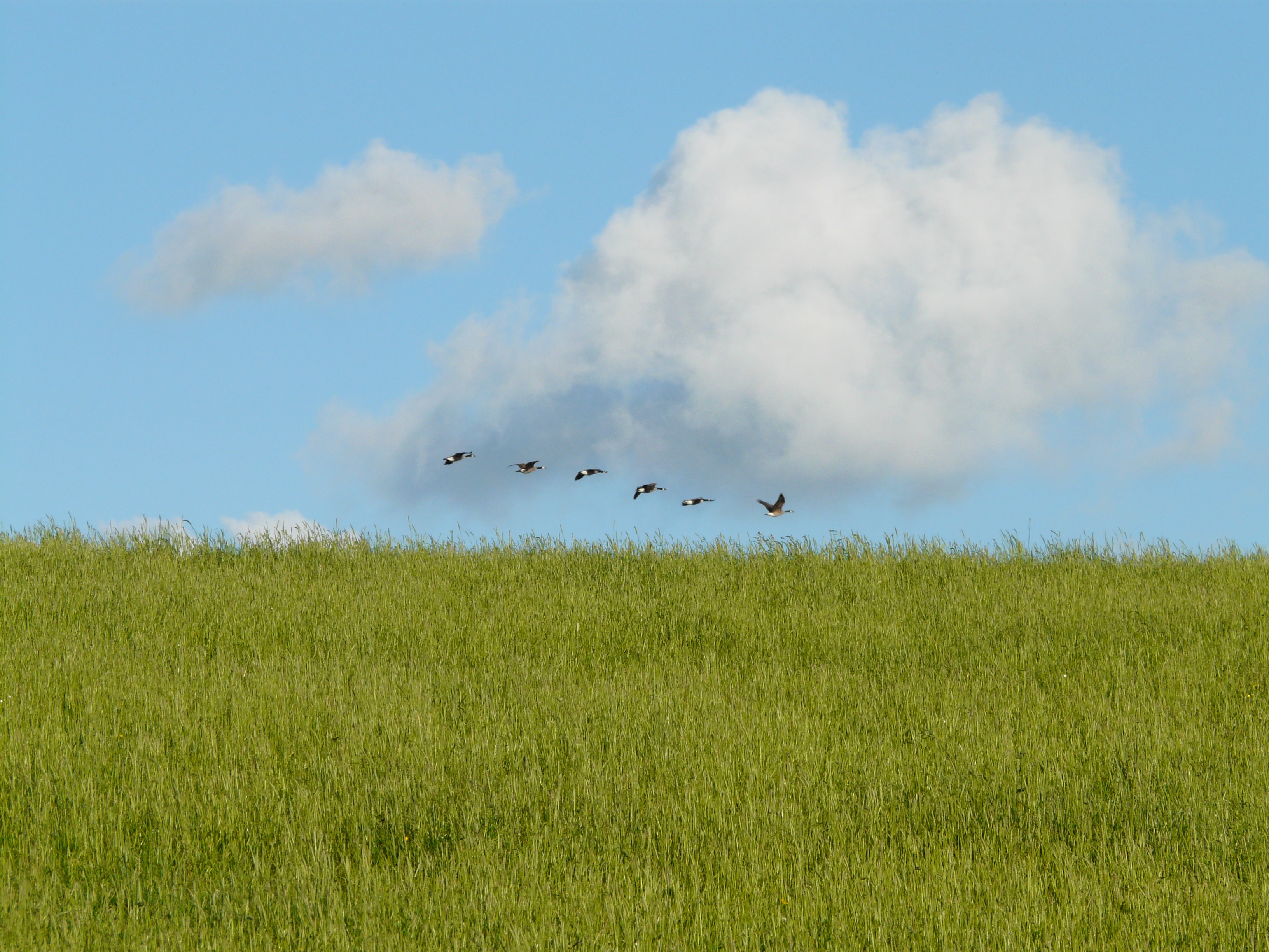 Geese Migratory Birds Flying Wild free image download