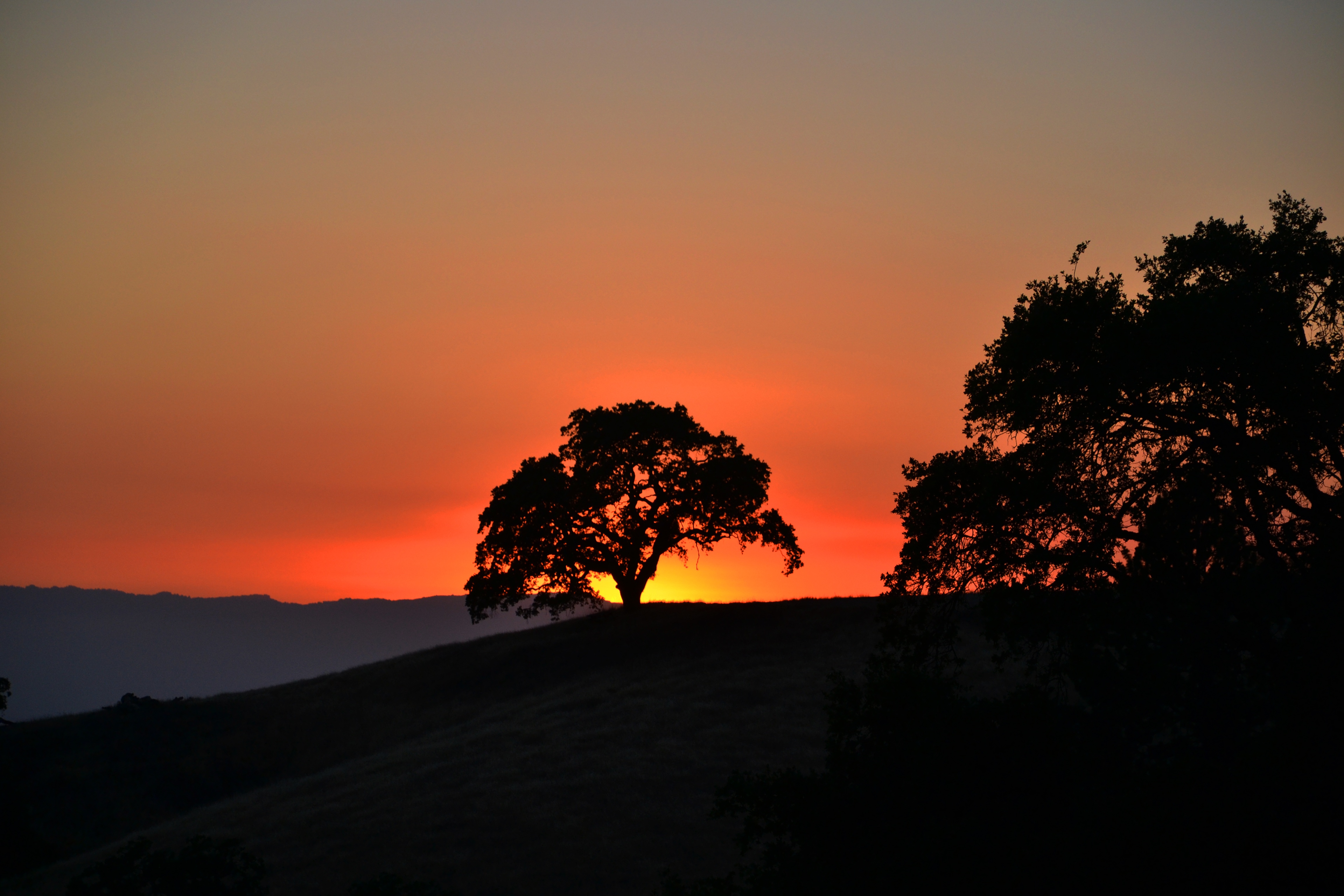 Twilight Sunset Trees scenery free image download