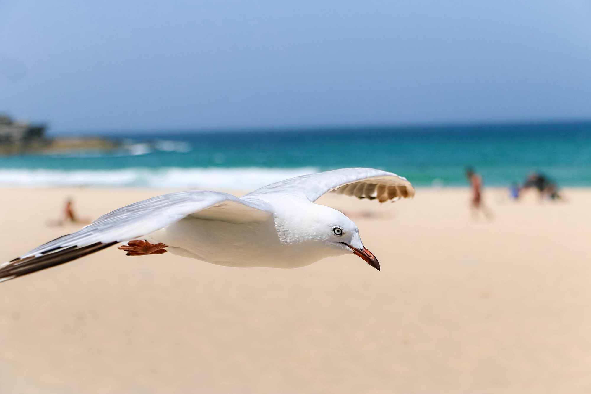 Seagull Birds Natural Life free image download
