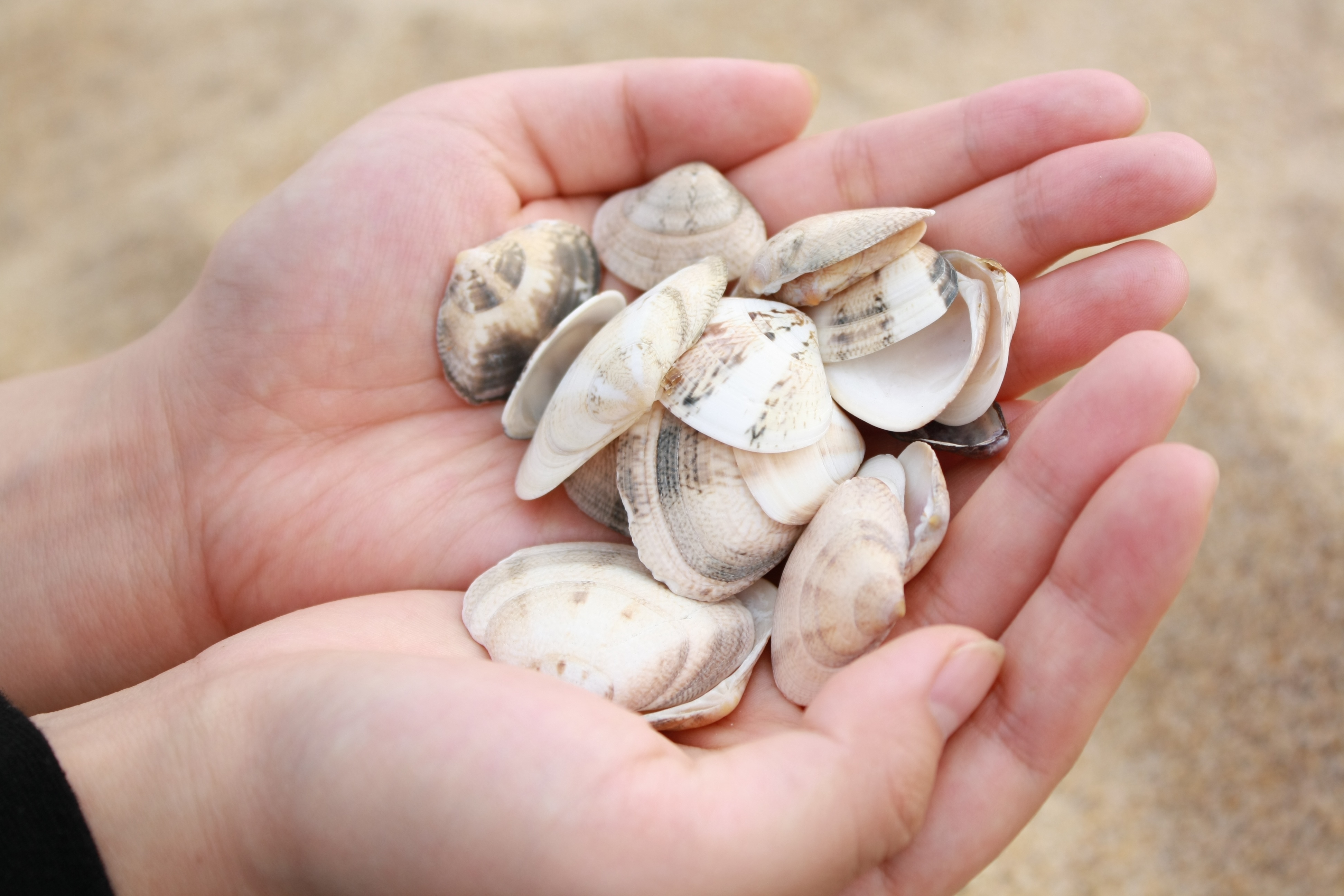 Clam Beach Hand free image download