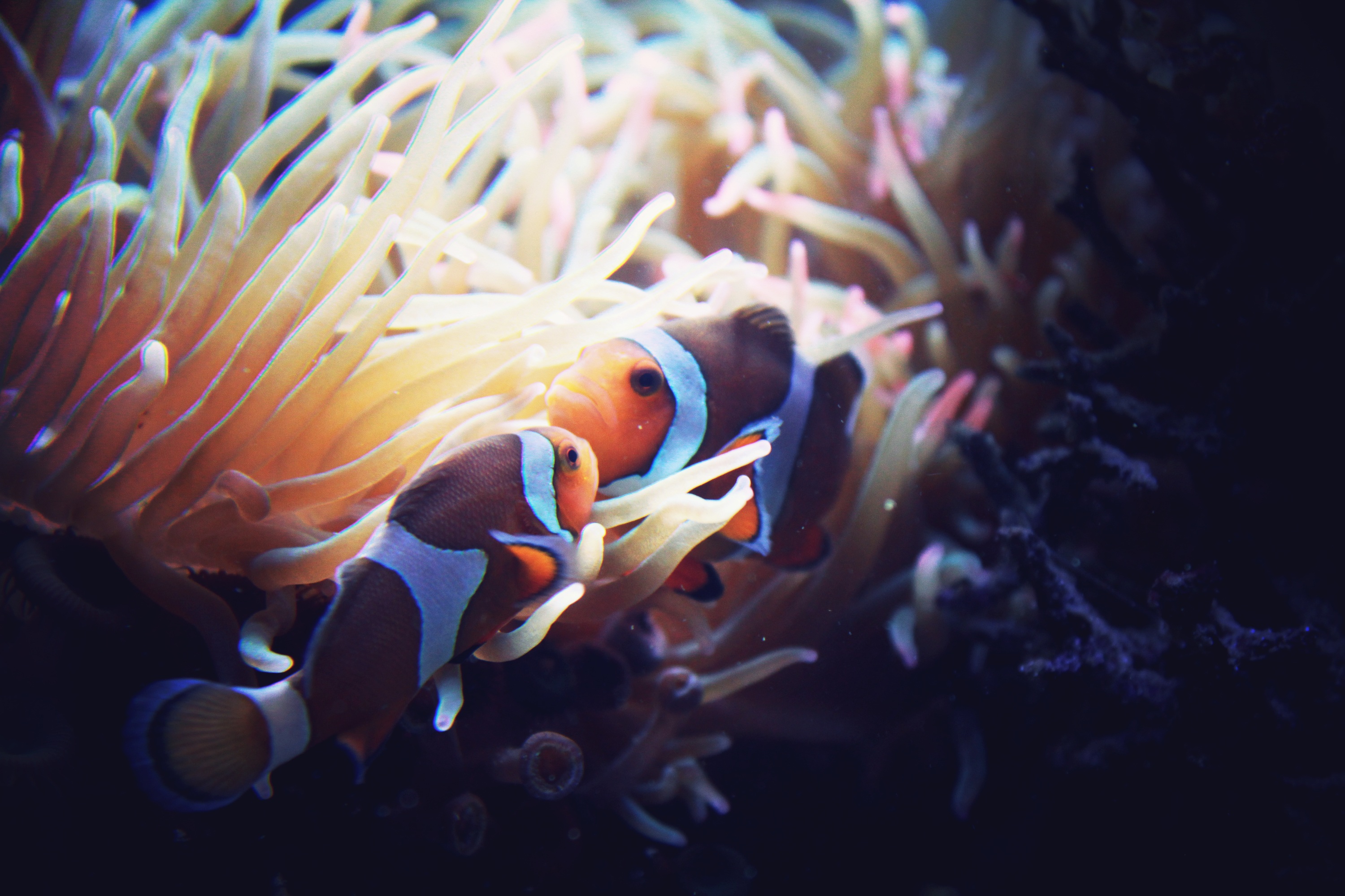 Fish Aquatic Animal free image download