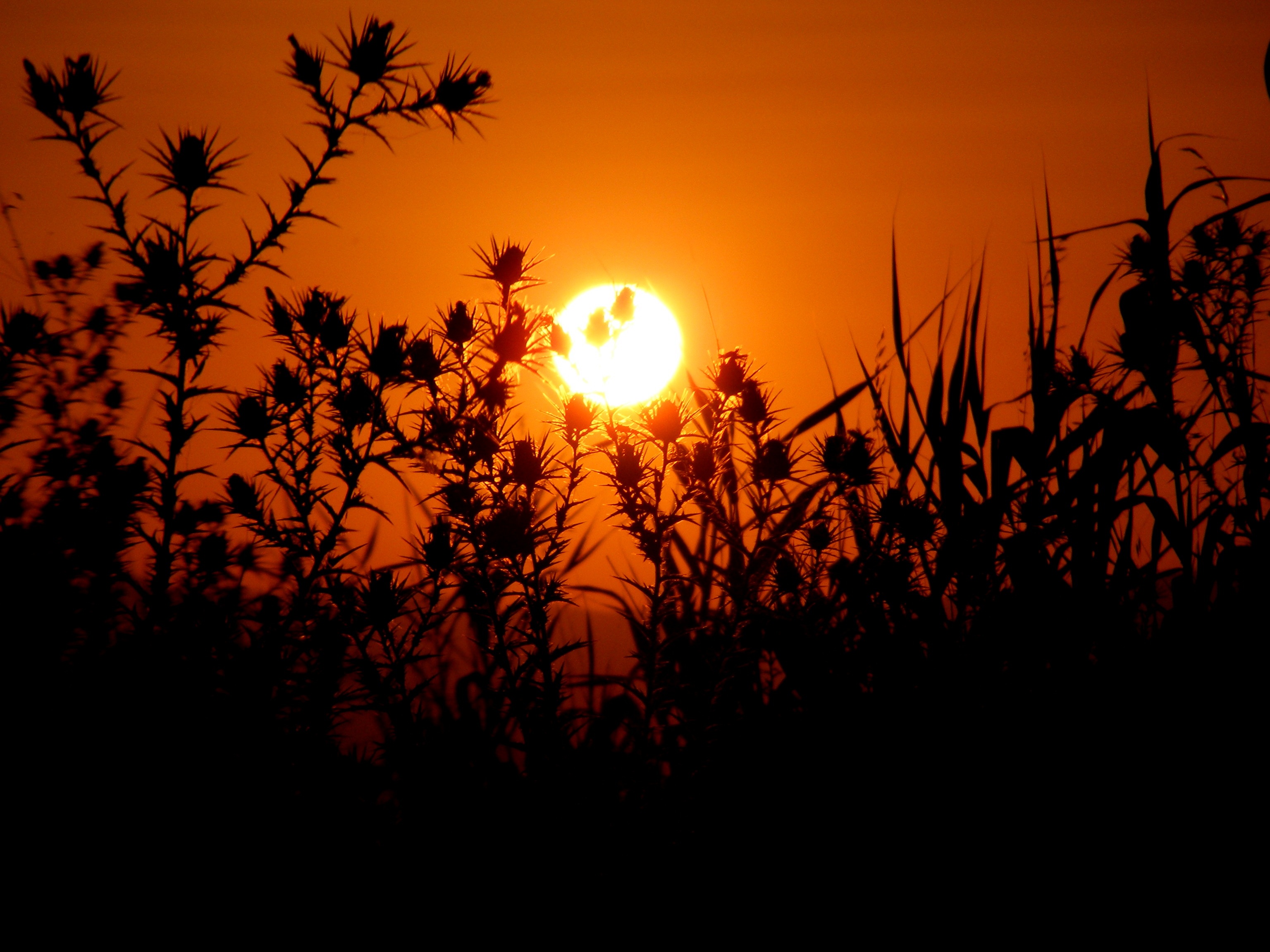 Sunset Sun Plants free image download
