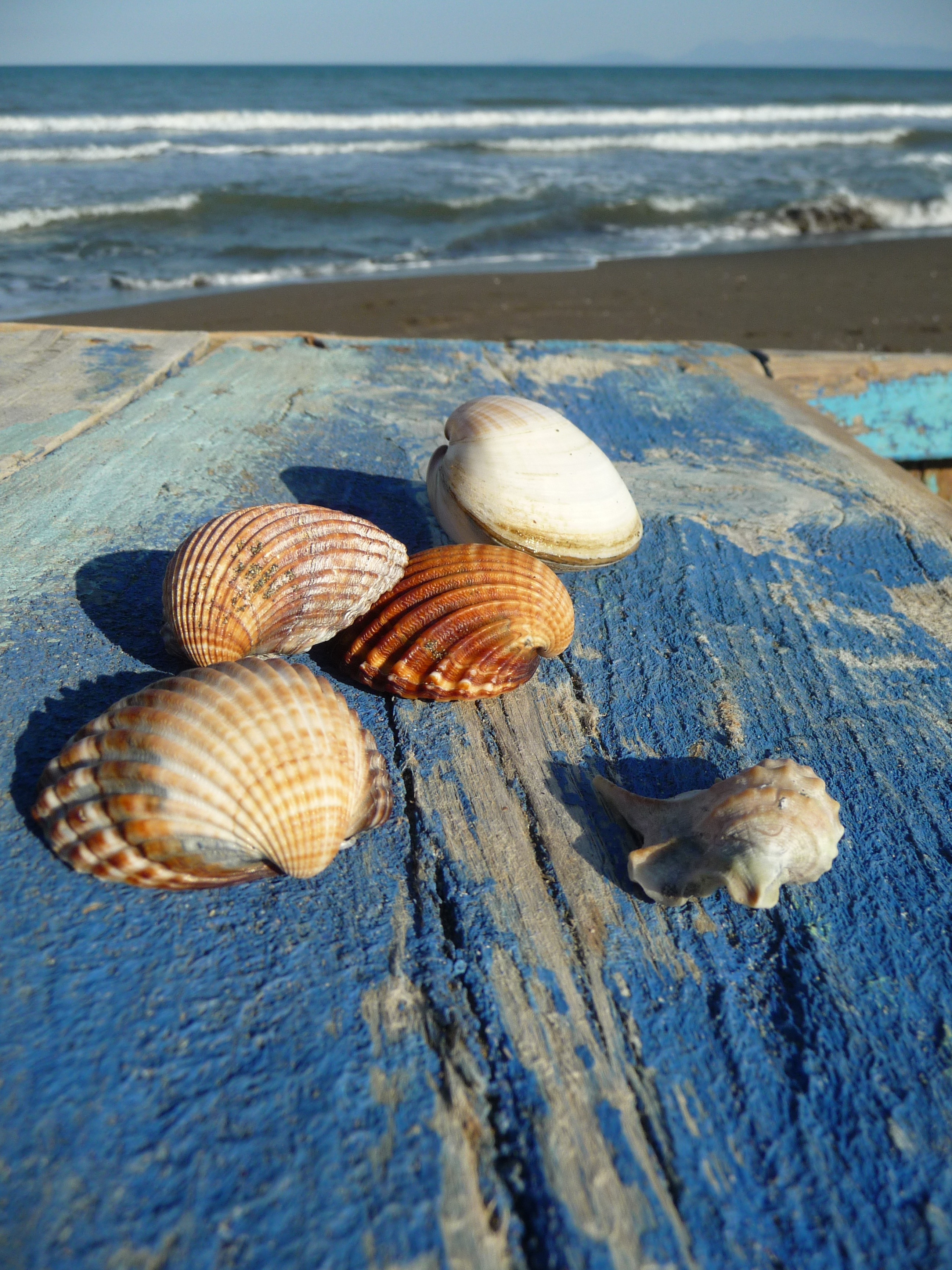 Sea Mussels Mussel Shells free image download