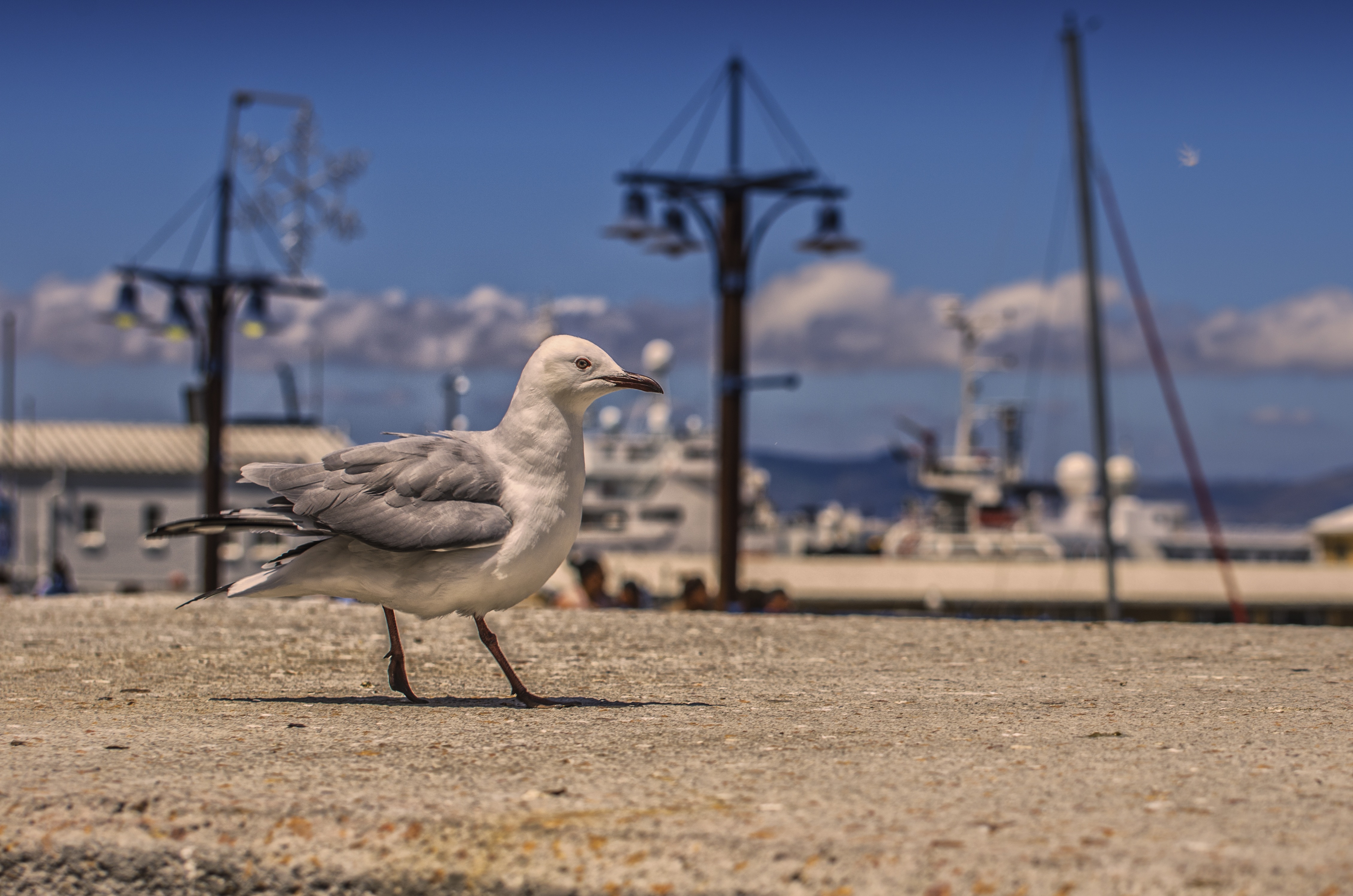 Seagull Port Bird free image download