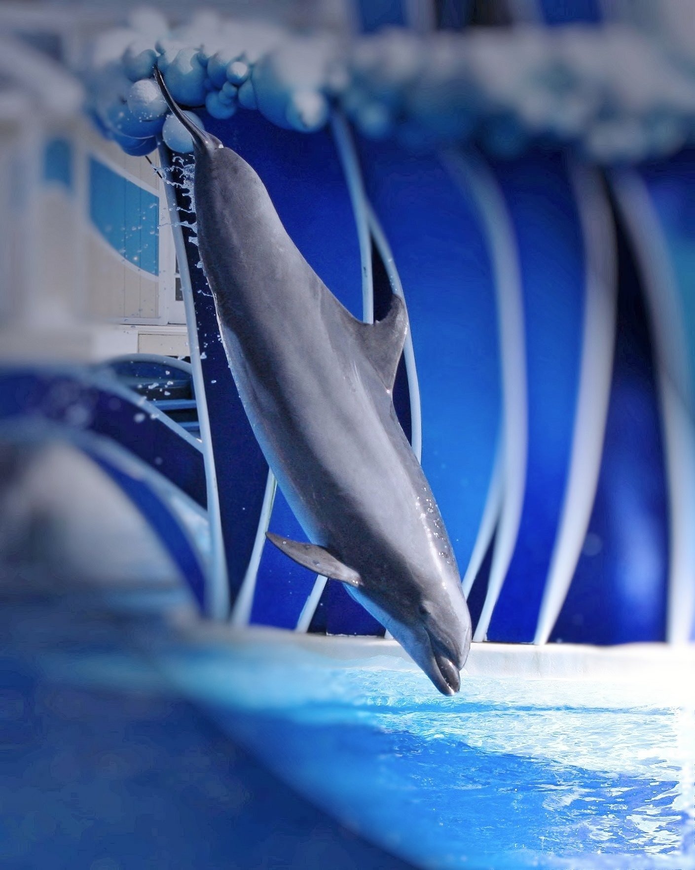 Dolphin Show Perform free image download