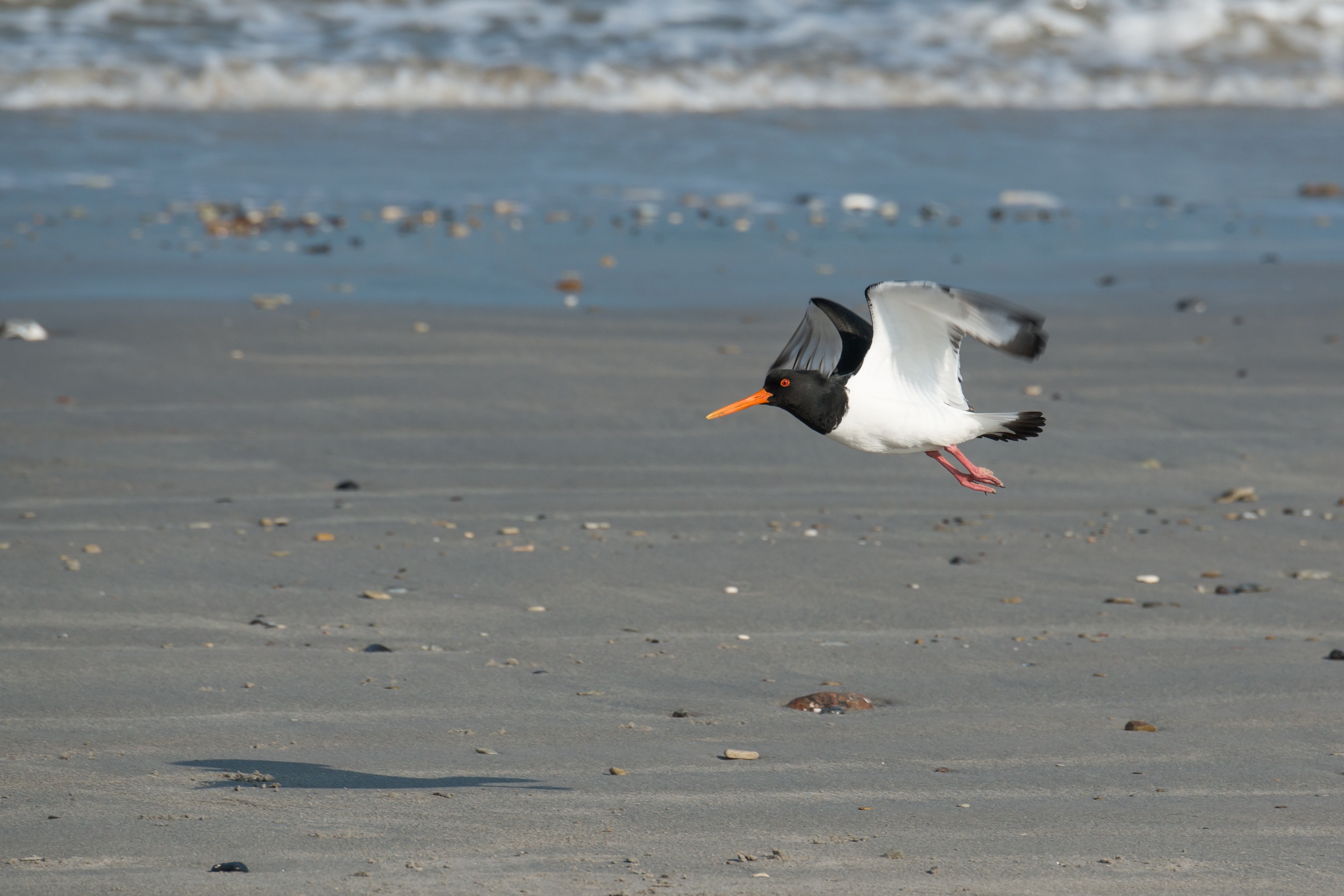 Oystercatcher Bird Flying Water free image download