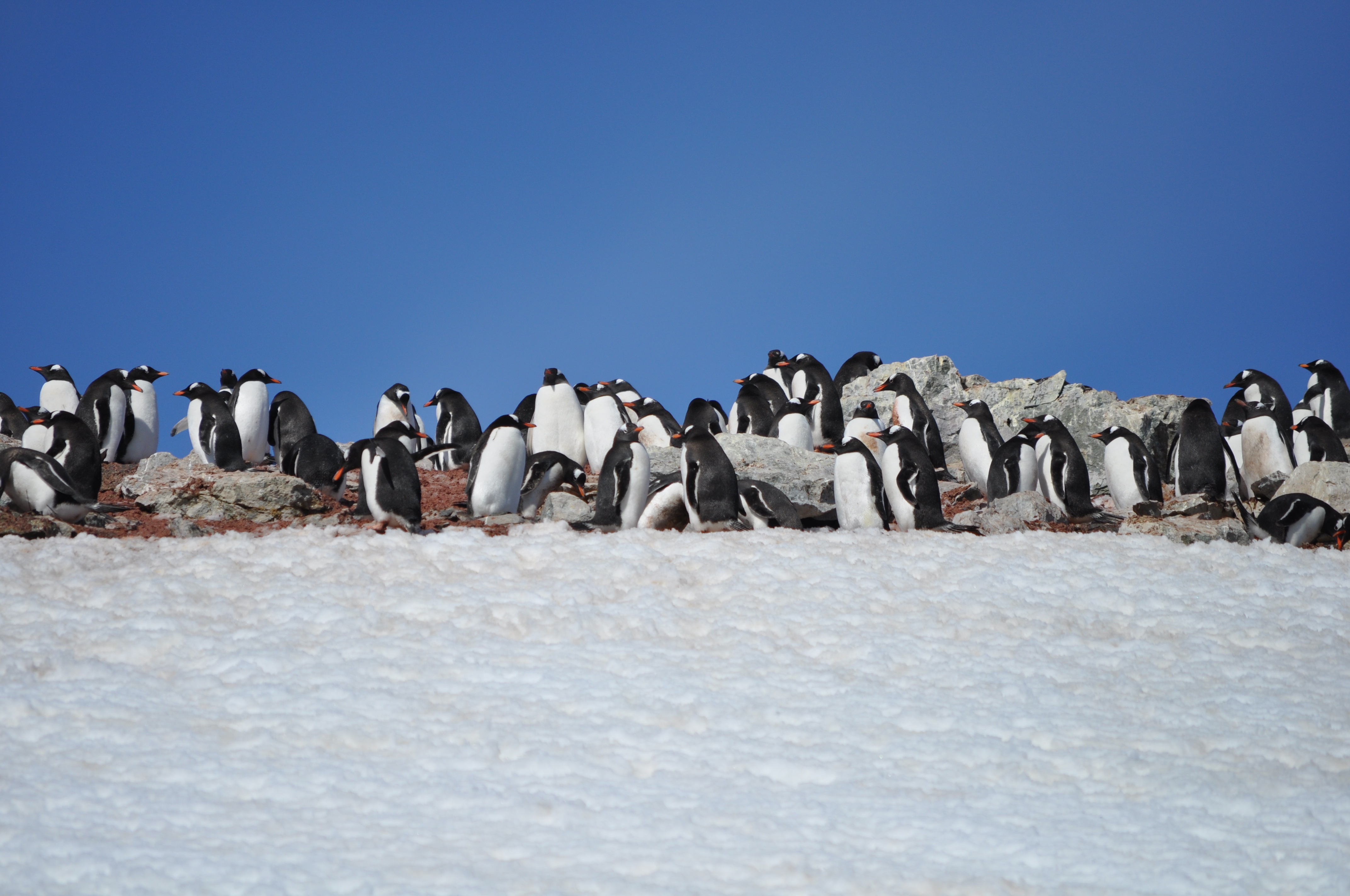 Penguins Antarctica free image download