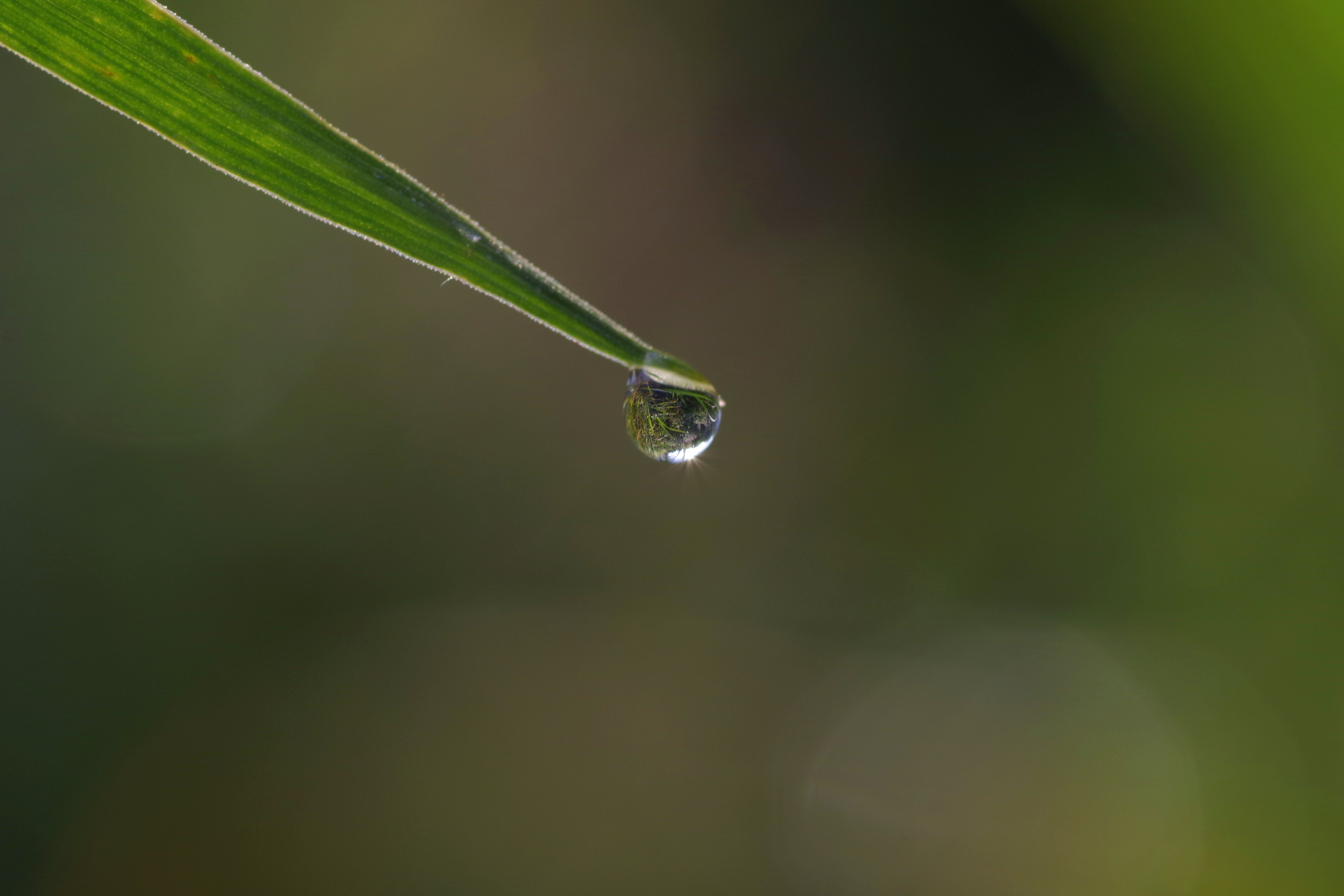 A Drop Of Grass Rosa free image download