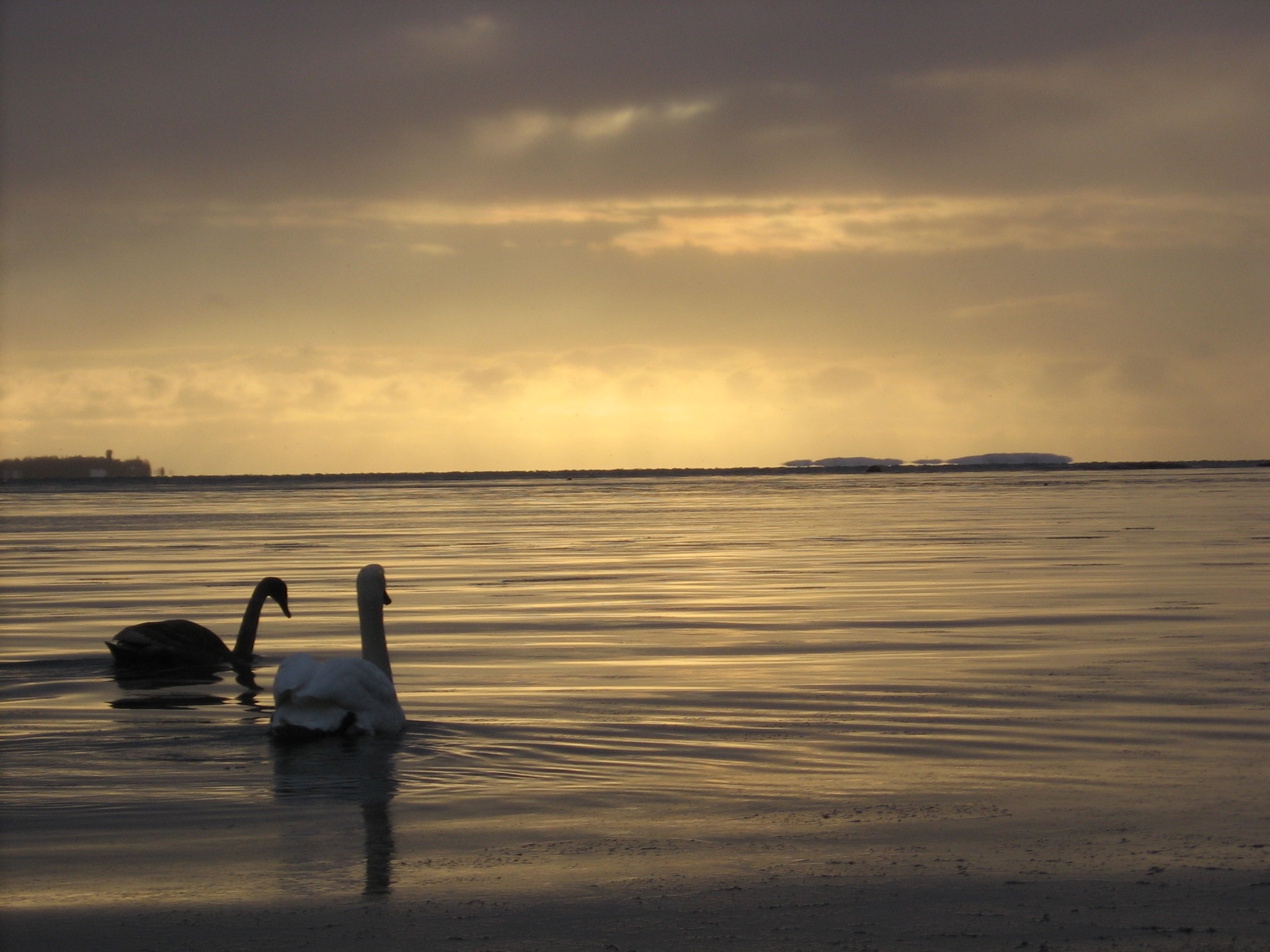 Two Swans Swimming Sunset Lake free image download