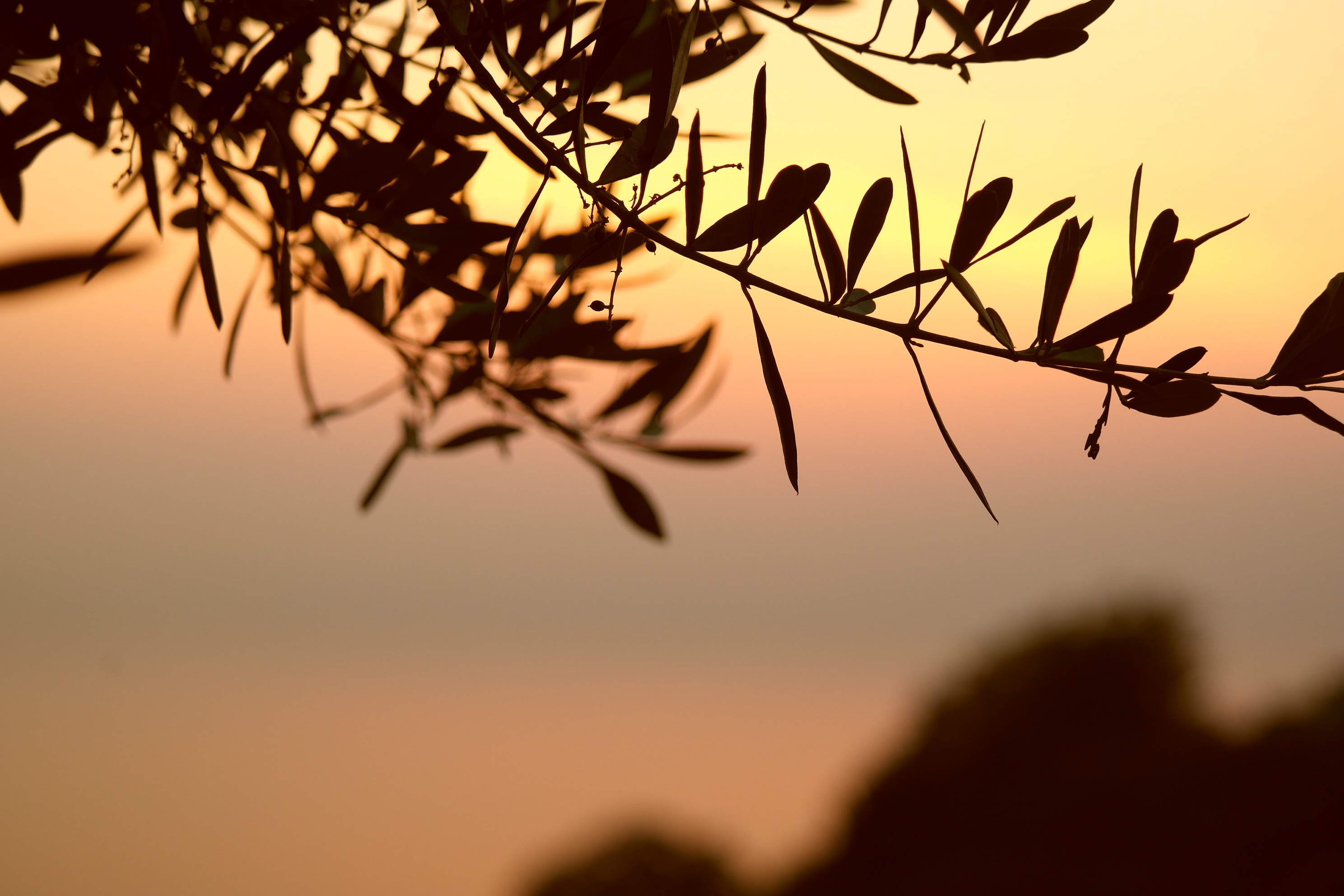 Olive Tree Branch Sunset free image download