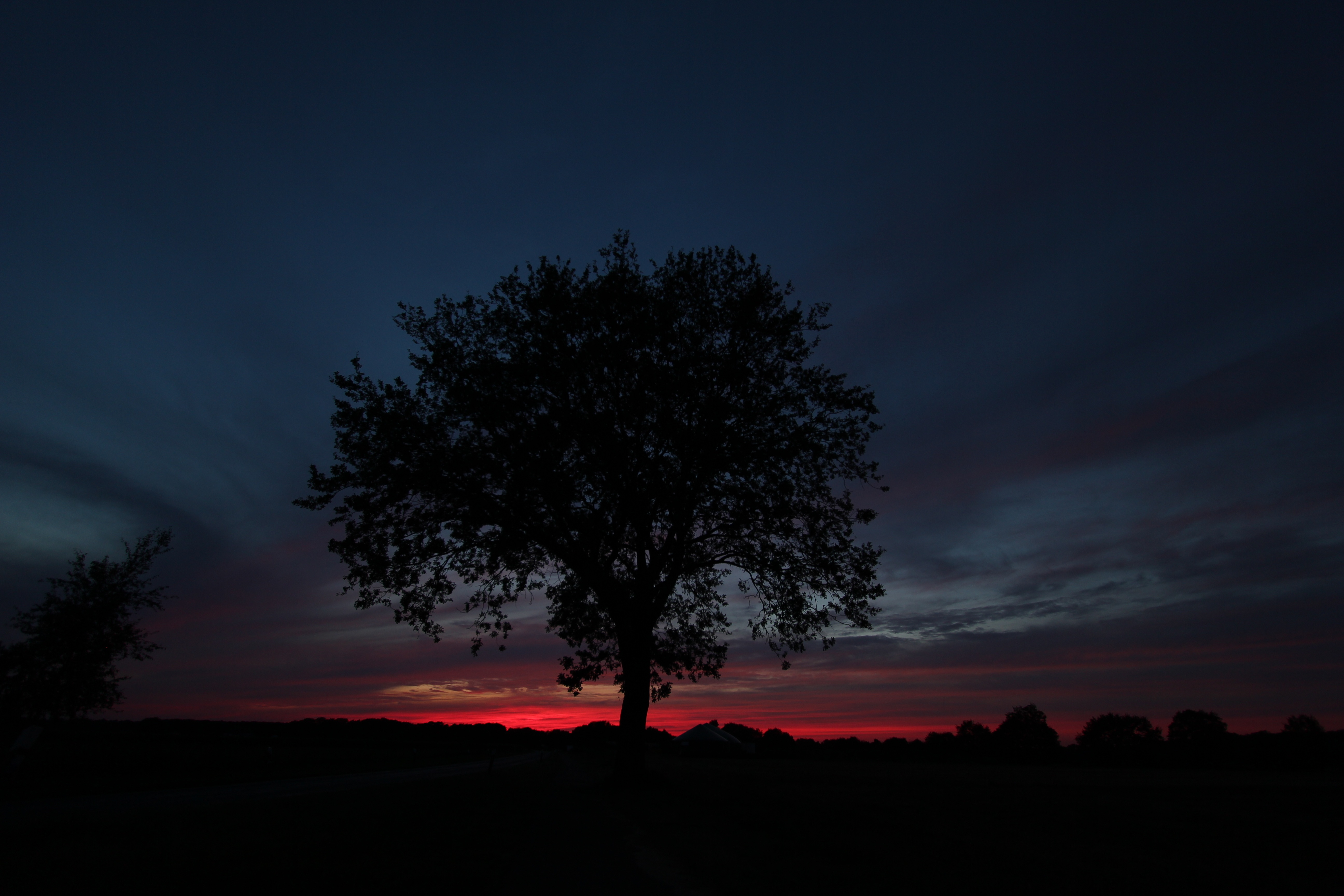 Tree Evening Twilight free image download