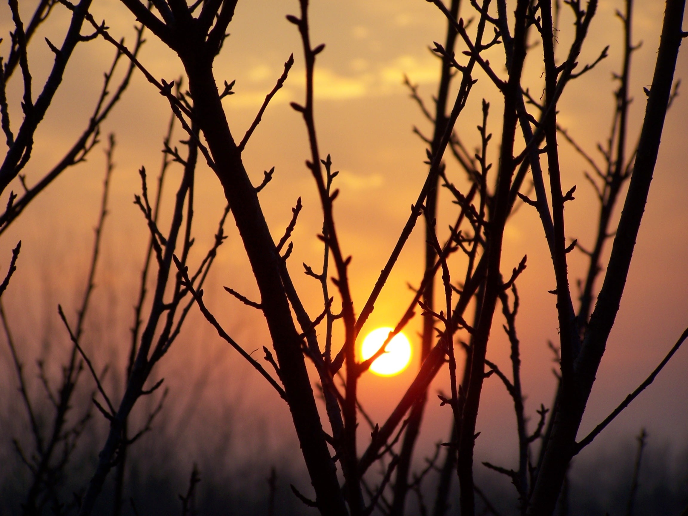 Leaf Buds Cherry Trees at Sunset free image download