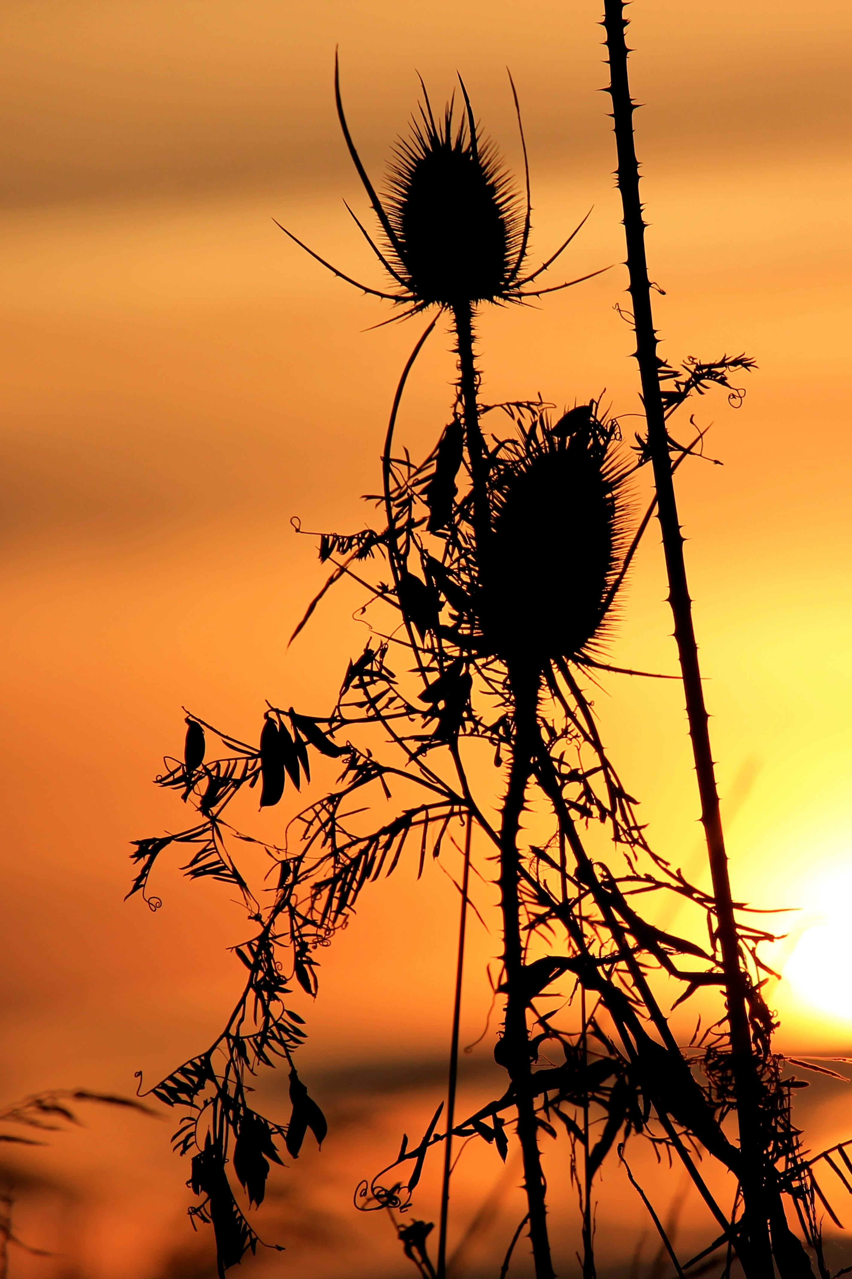 Sunset Wild Teasel Silhouette free image download