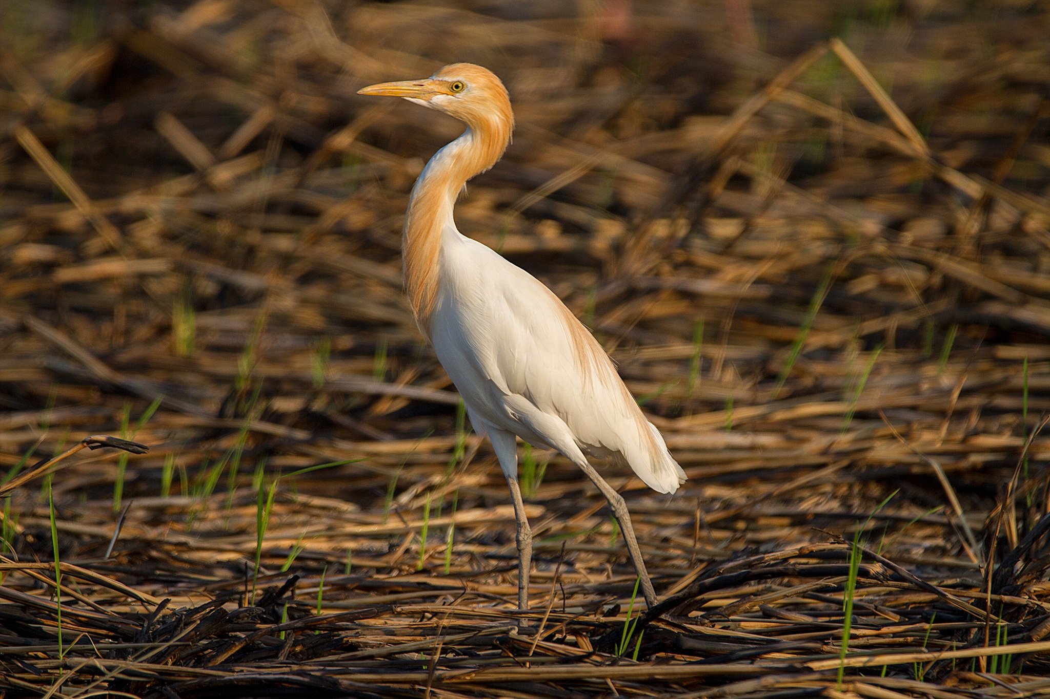Birds Asian Openbill Vole free image download