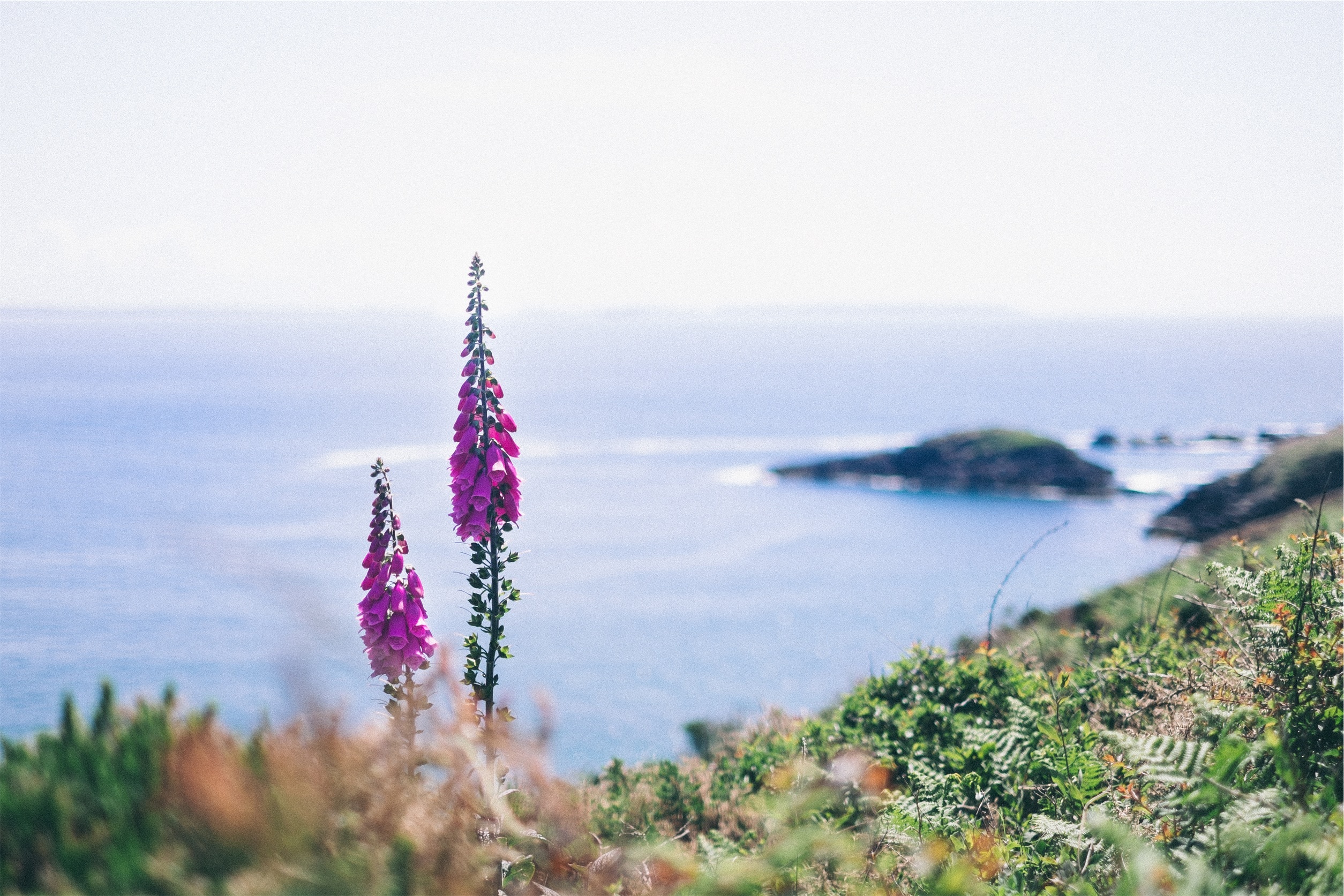 Flowers Plants Ocean free image download