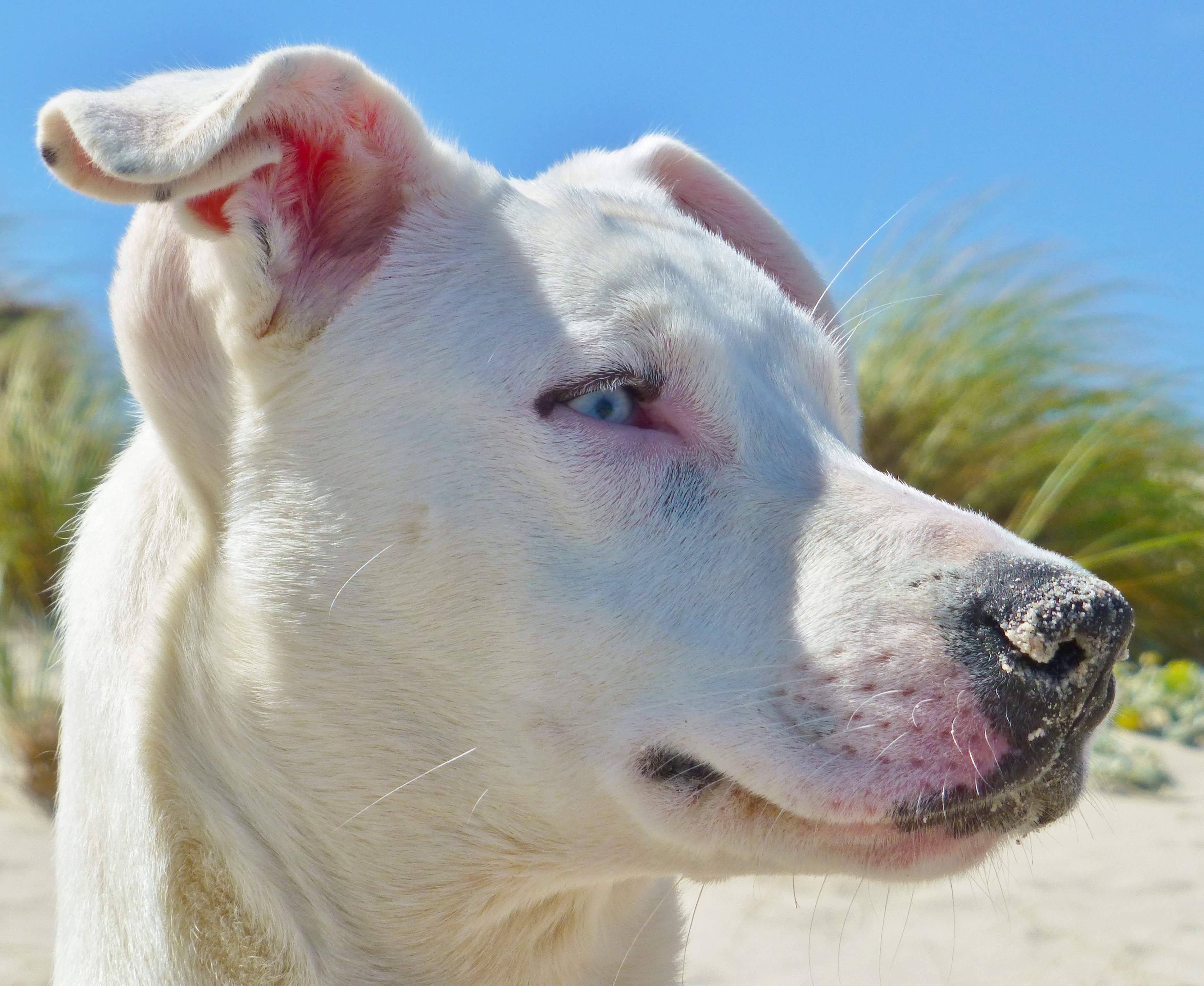 Dog Beach Vigilant free image download