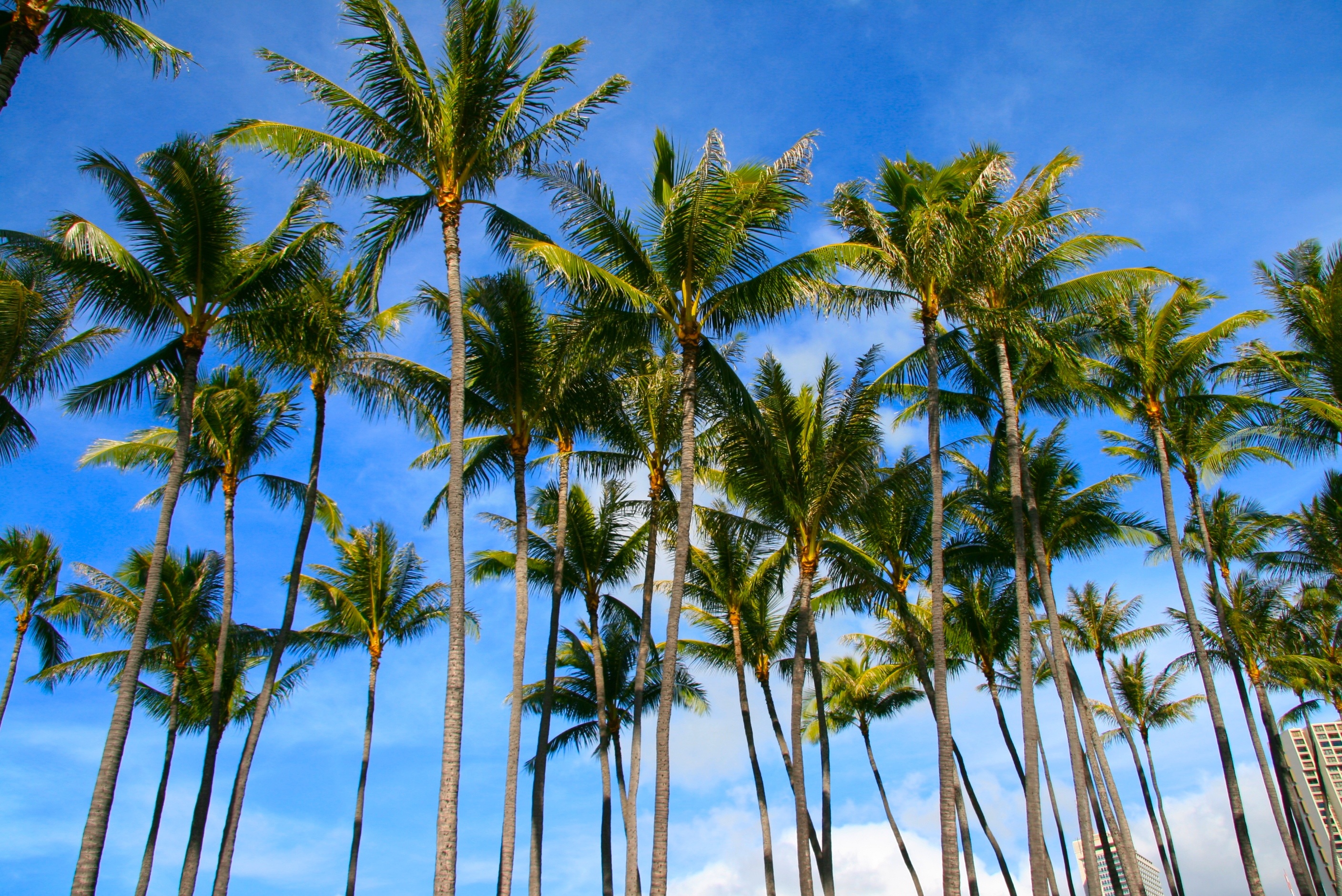 Palms Trees Natural free image download