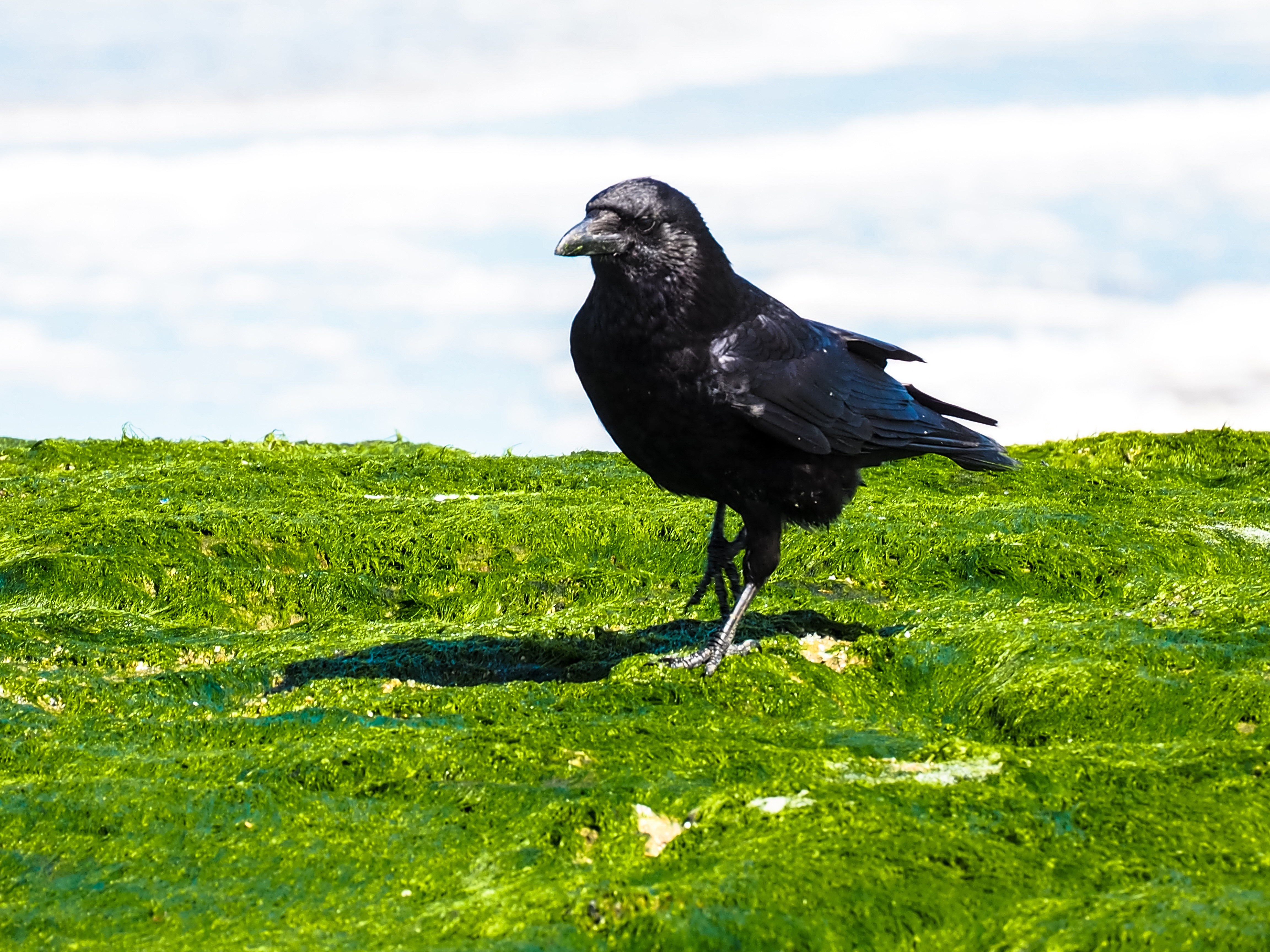 Raven Bird Sea Water free image download