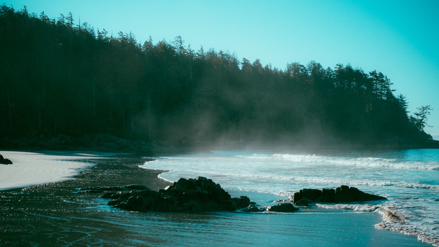 Beach Shore Trees free image download