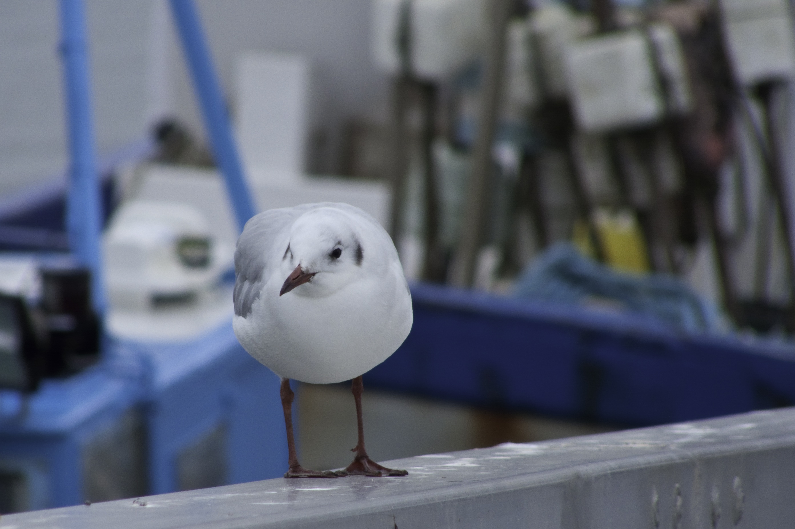 Sea Bird free image download