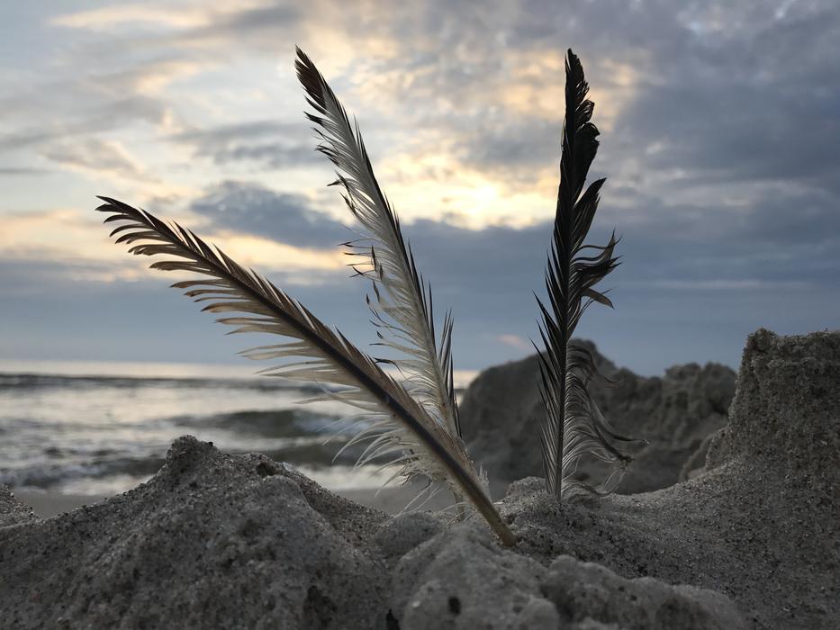 Three seagull feathers in the sand free image download