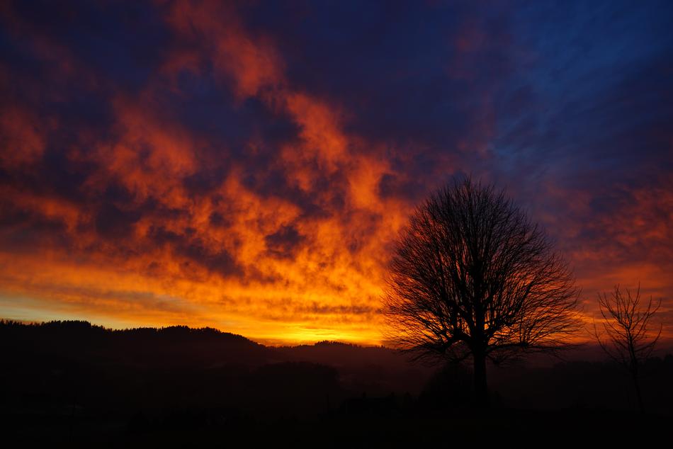 Sunset Tree Aesthetic free image download