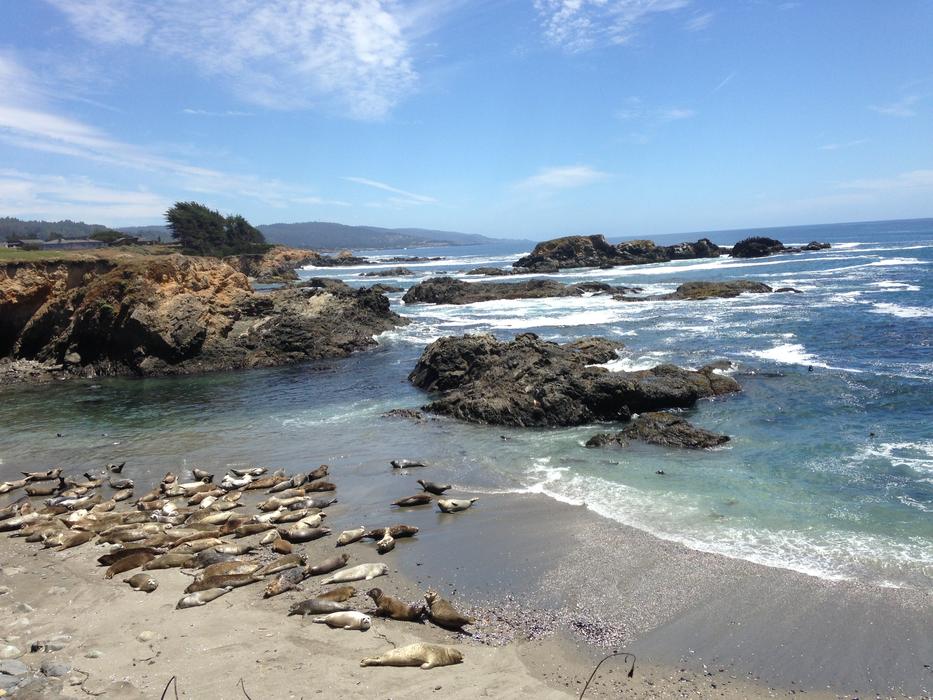 Harbor Seals Pacific Ocean Sea free image download