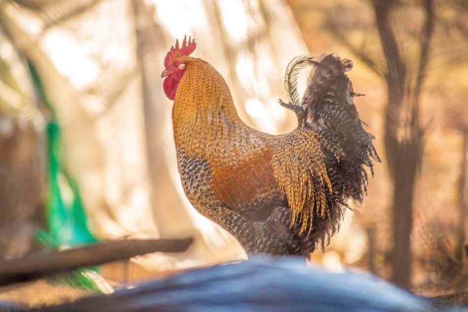 Rooster Countryside Chicken free image download