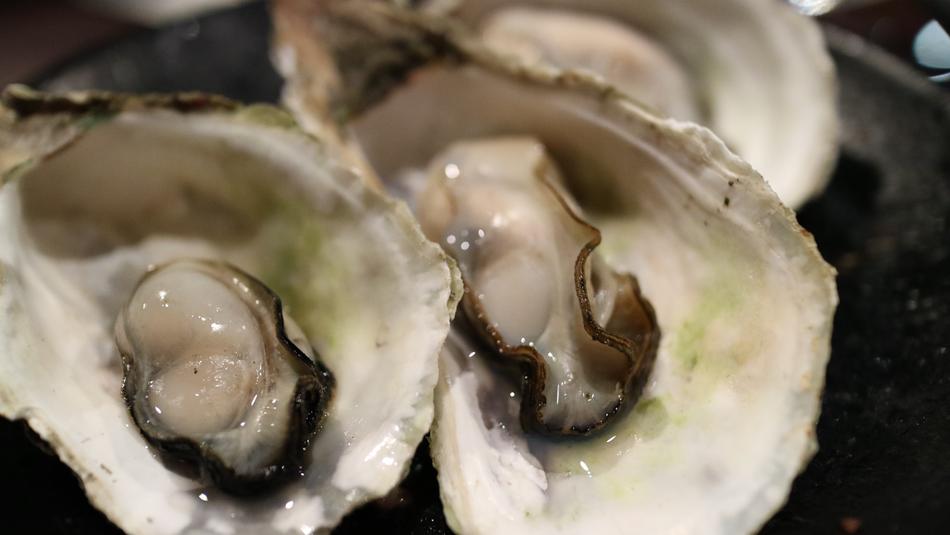 Oyster Shell Clams Dry free image download