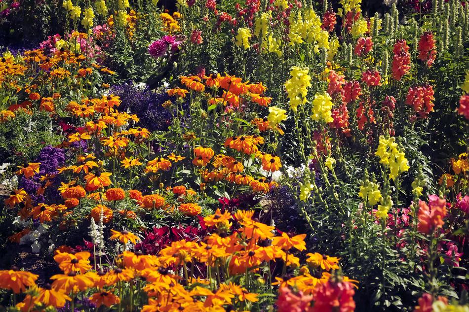Flower Meadow Flowers Nature free image download