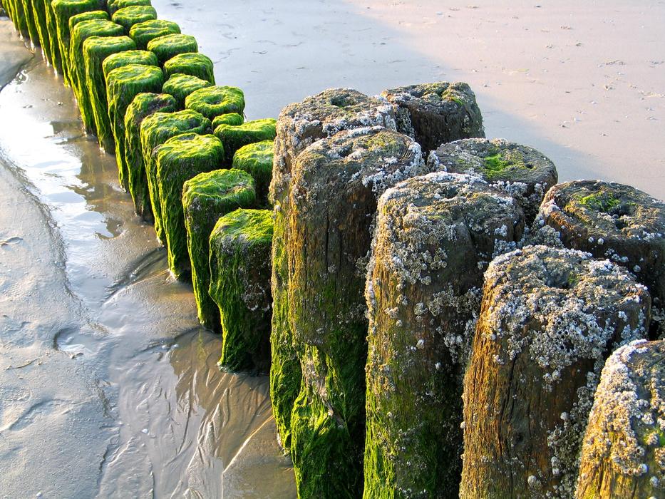 Sea North Groynes free image download