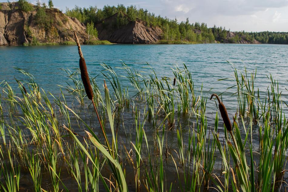 Nature Water Reeds free image download