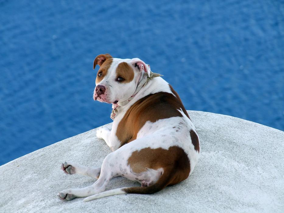 Pit bull terrier on the stone free image download