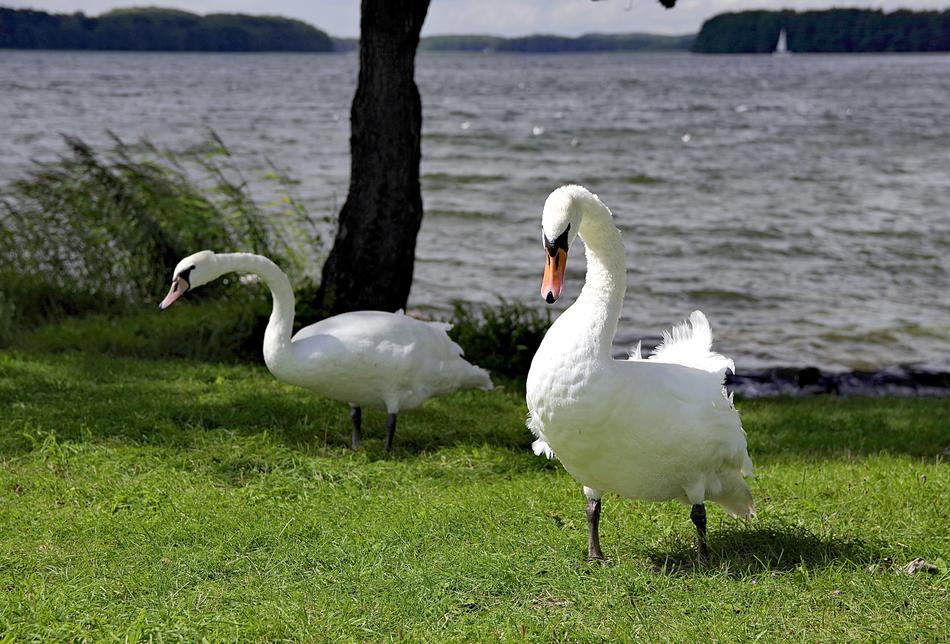 Swan Swans Case free image download