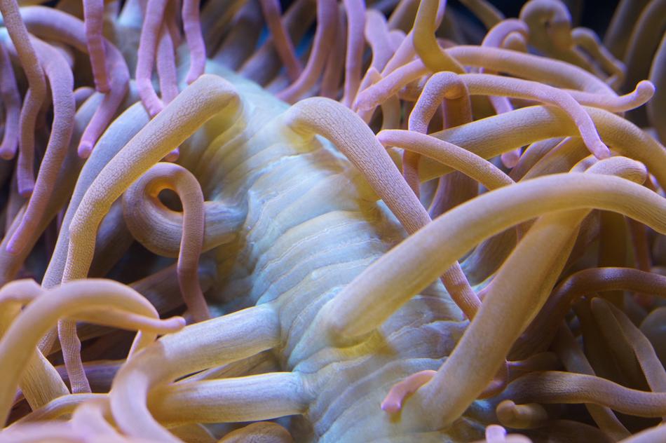 Colorful Sea Anemone tentacles, macro free image download